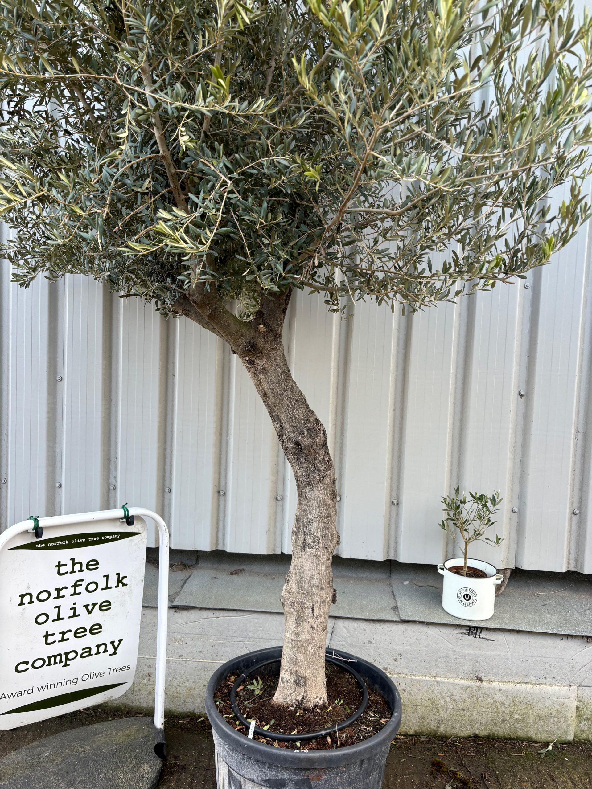 Tall Olive Tree for Sale – Mature & Hardy Olea Europaea - The Norfolk ...