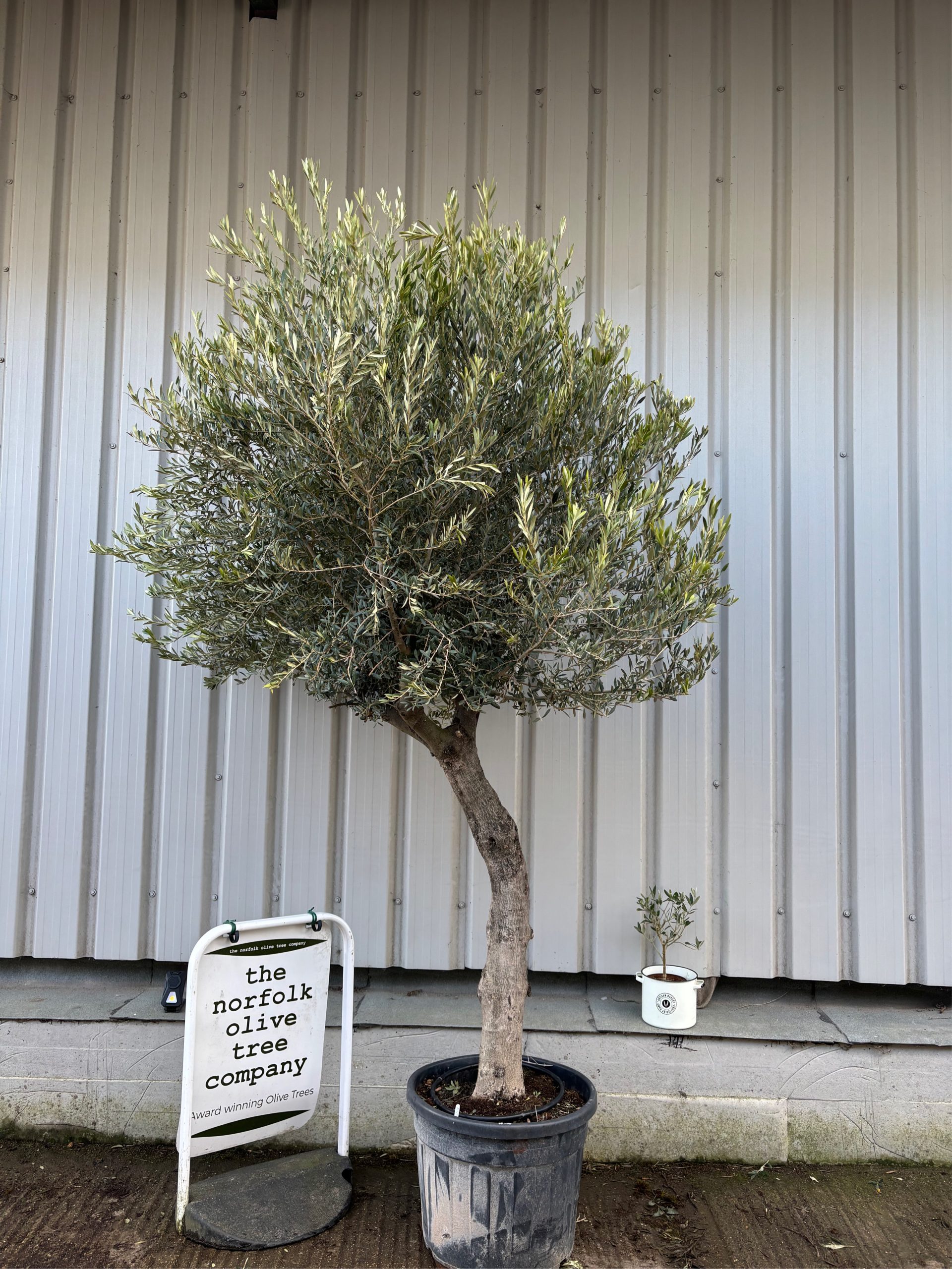 Tall Olive Tree for Sale – Mature & Hardy Olea Europaea - The Norfolk ...