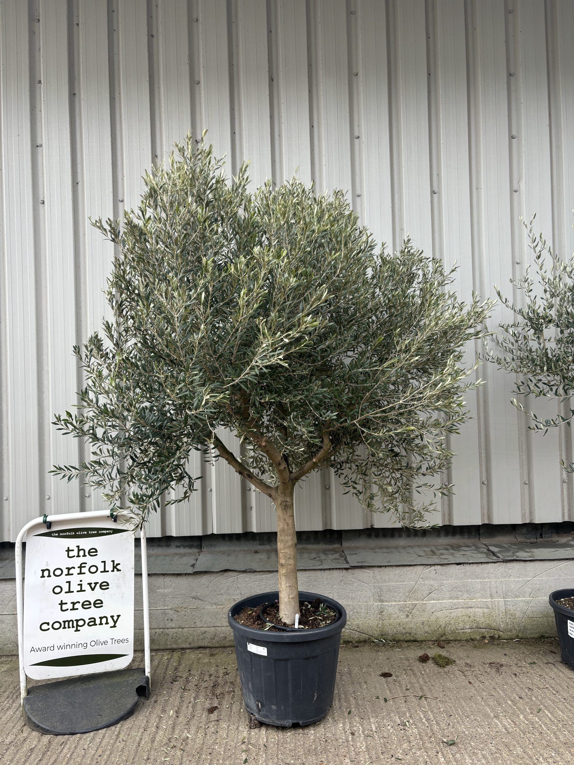 Hojiblanca Olive tree -delivery included - The Norfolk Olive Tree Company