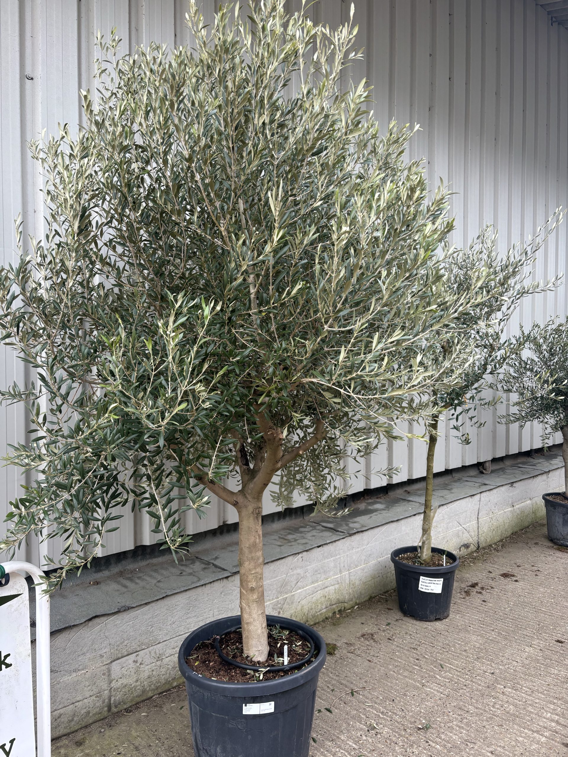 Hojiblanca Olive tree -delivery included - The Norfolk Olive Tree Company