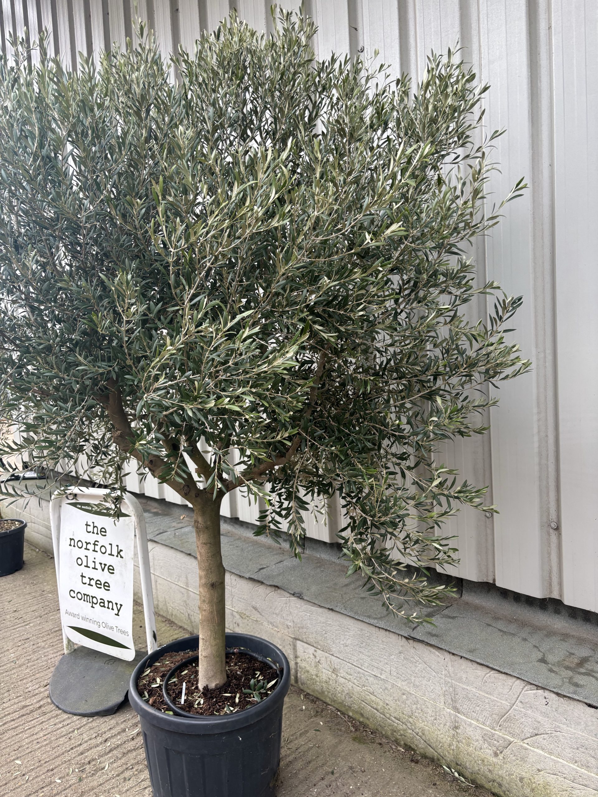 Hojiblanca Olive tree -delivery included - The Norfolk Olive Tree Company