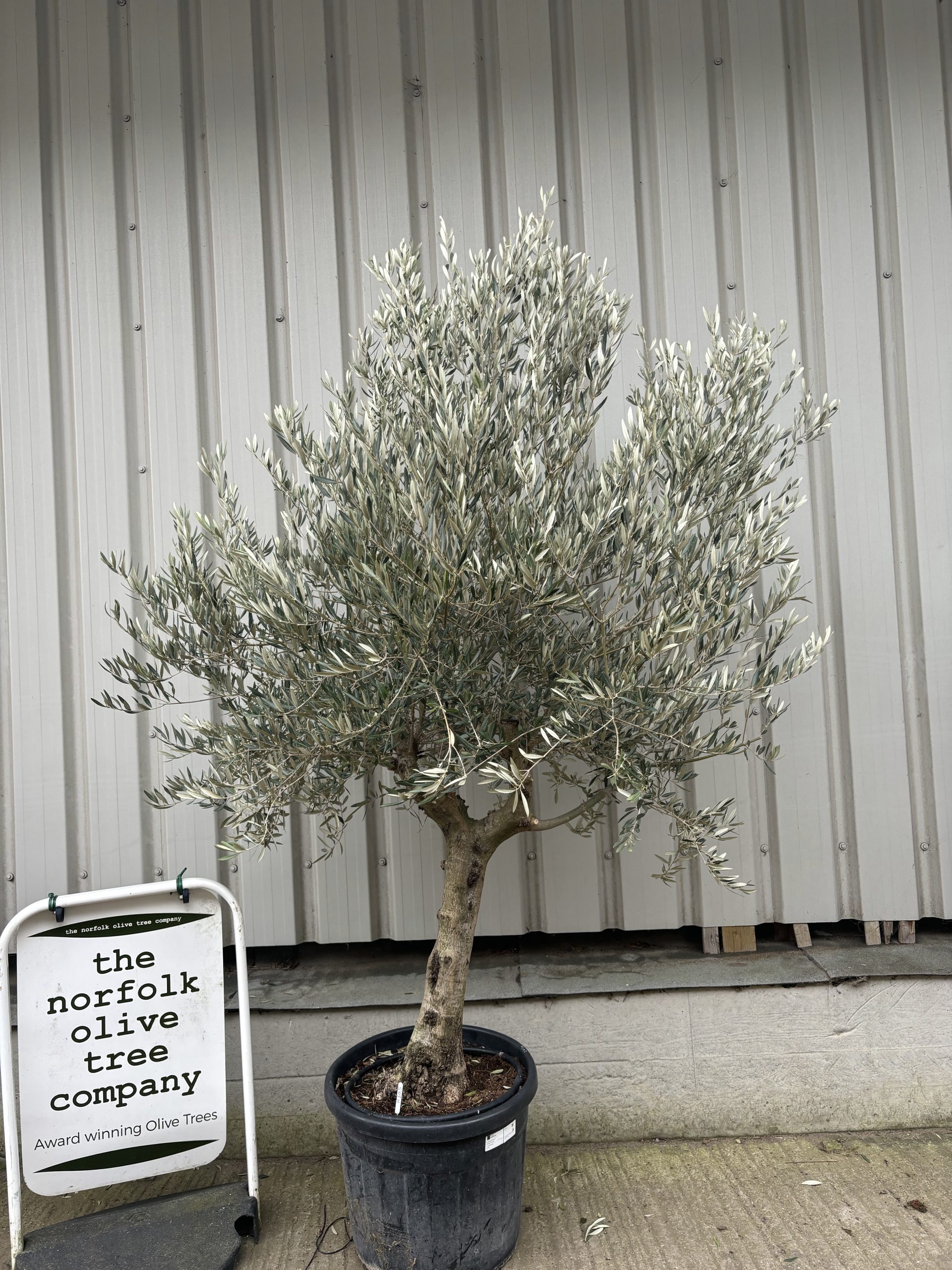Mature Olive Tree delivery included. - The Norfolk Olive Tree Company