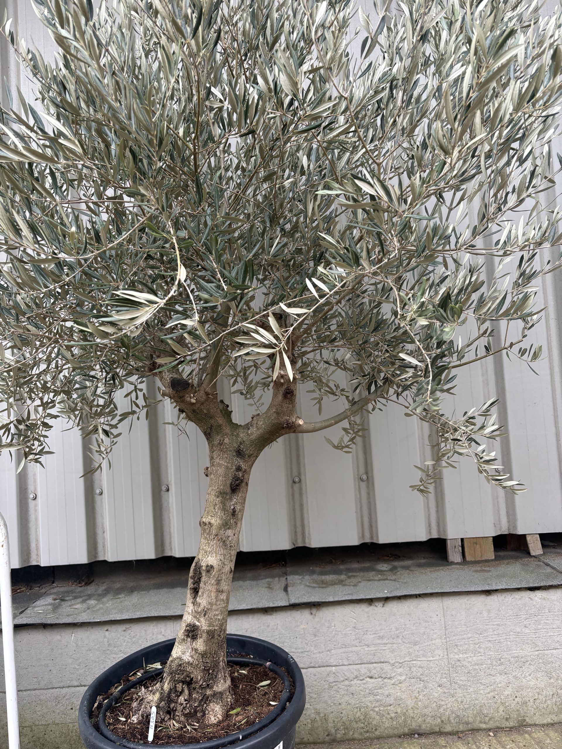 Mature Olive Tree delivery included. - The Norfolk Olive Tree Company