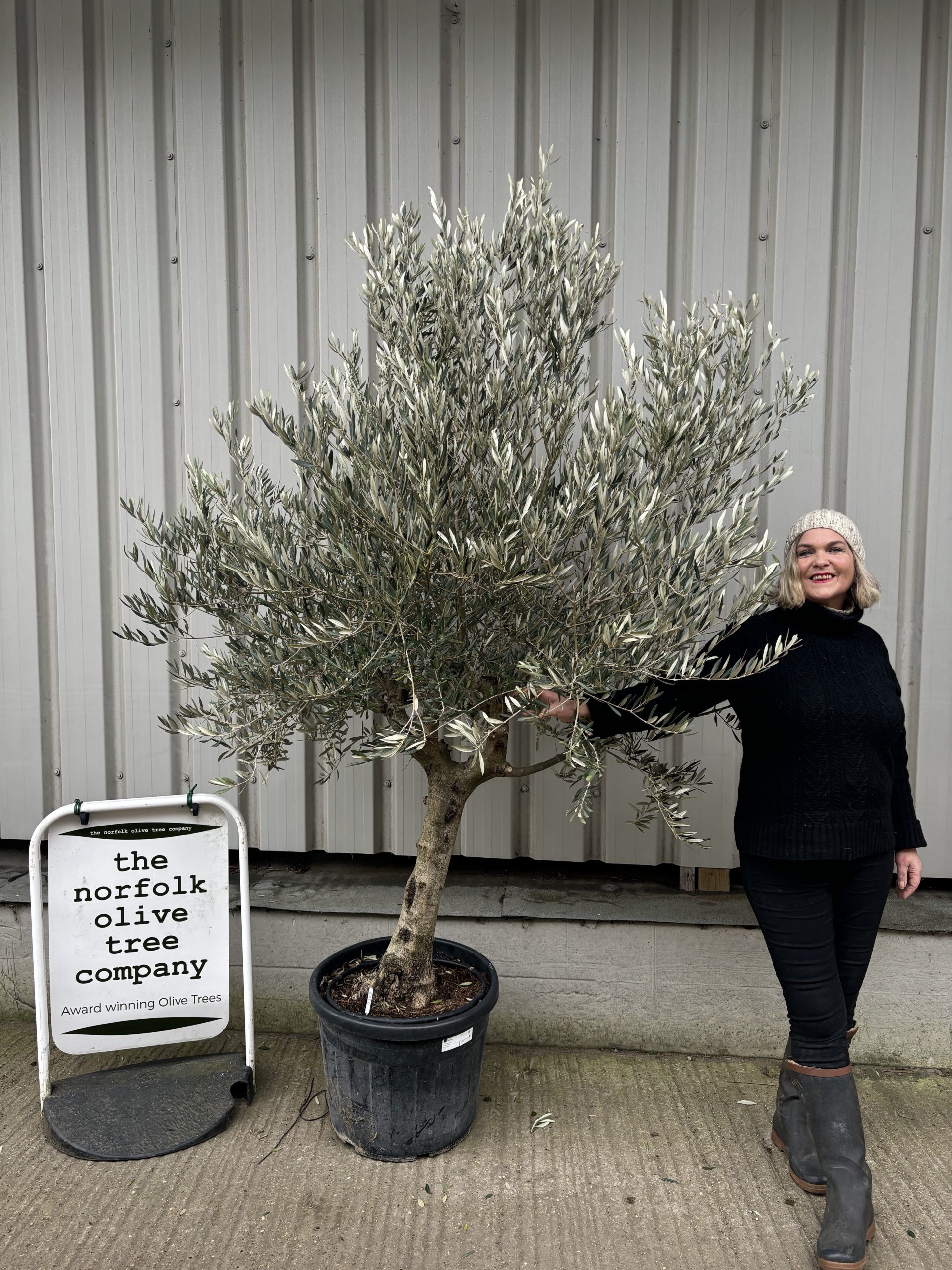 Mature Olive Tree delivery included. - The Norfolk Olive Tree Company