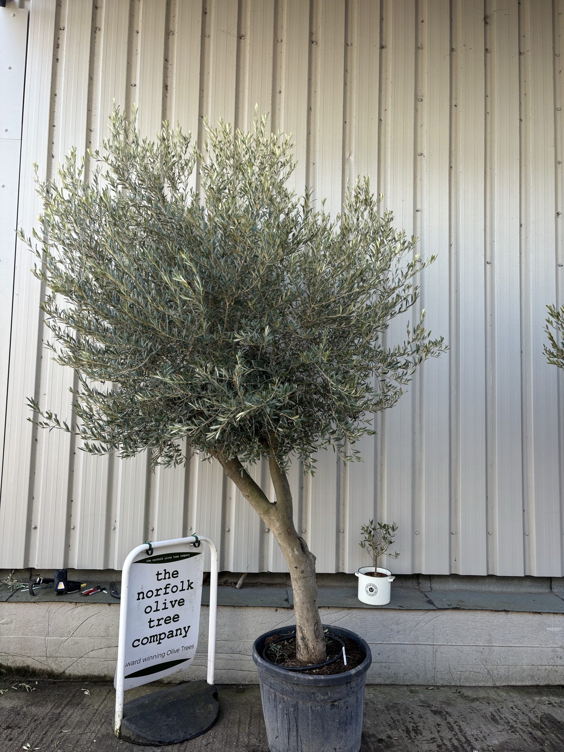 Tall Olive Tree - The Norfolk Olive Tree Company