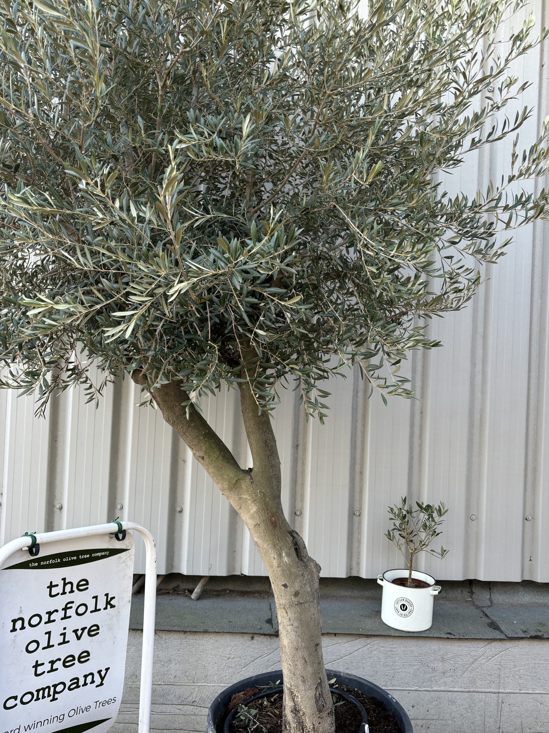 Tall Olive Tree - The Norfolk Olive Tree Company