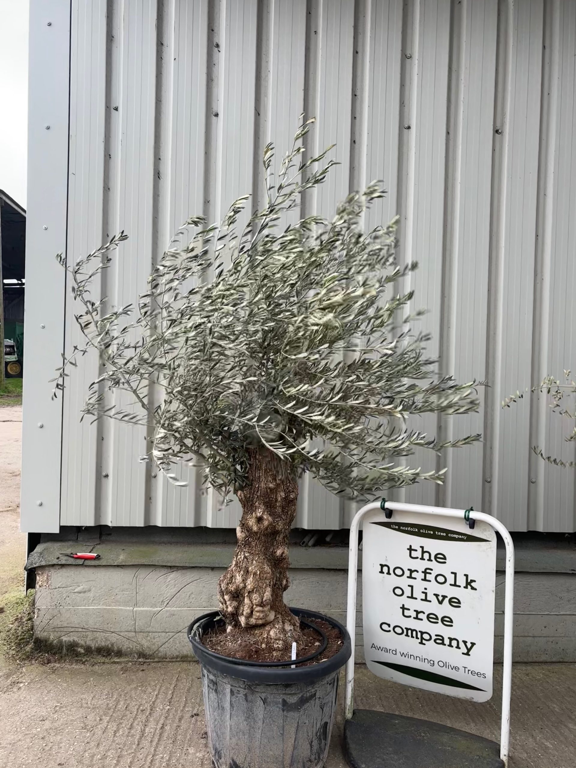 Ancient Olive Tree - Small Specimen - The Norfolk Olive Tree Company