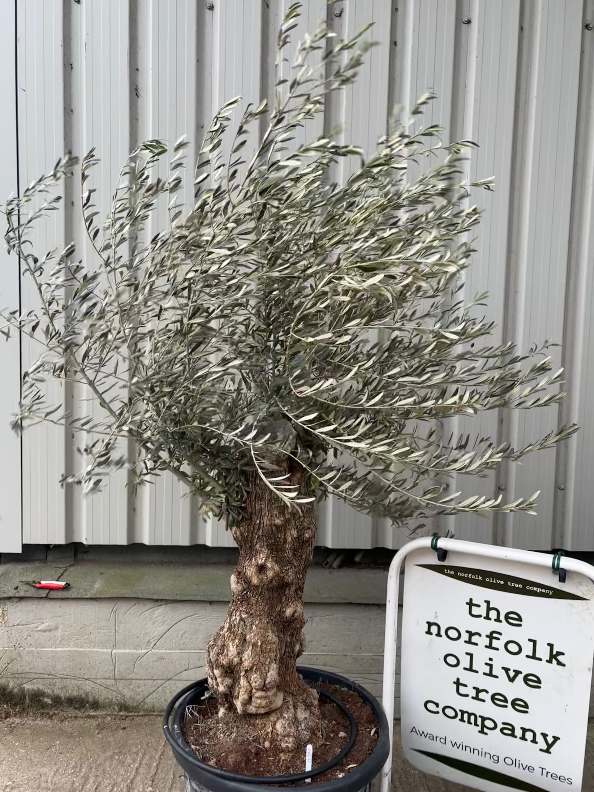 Ancient Olive Tree - Small Specimen - The Norfolk Olive Tree Company