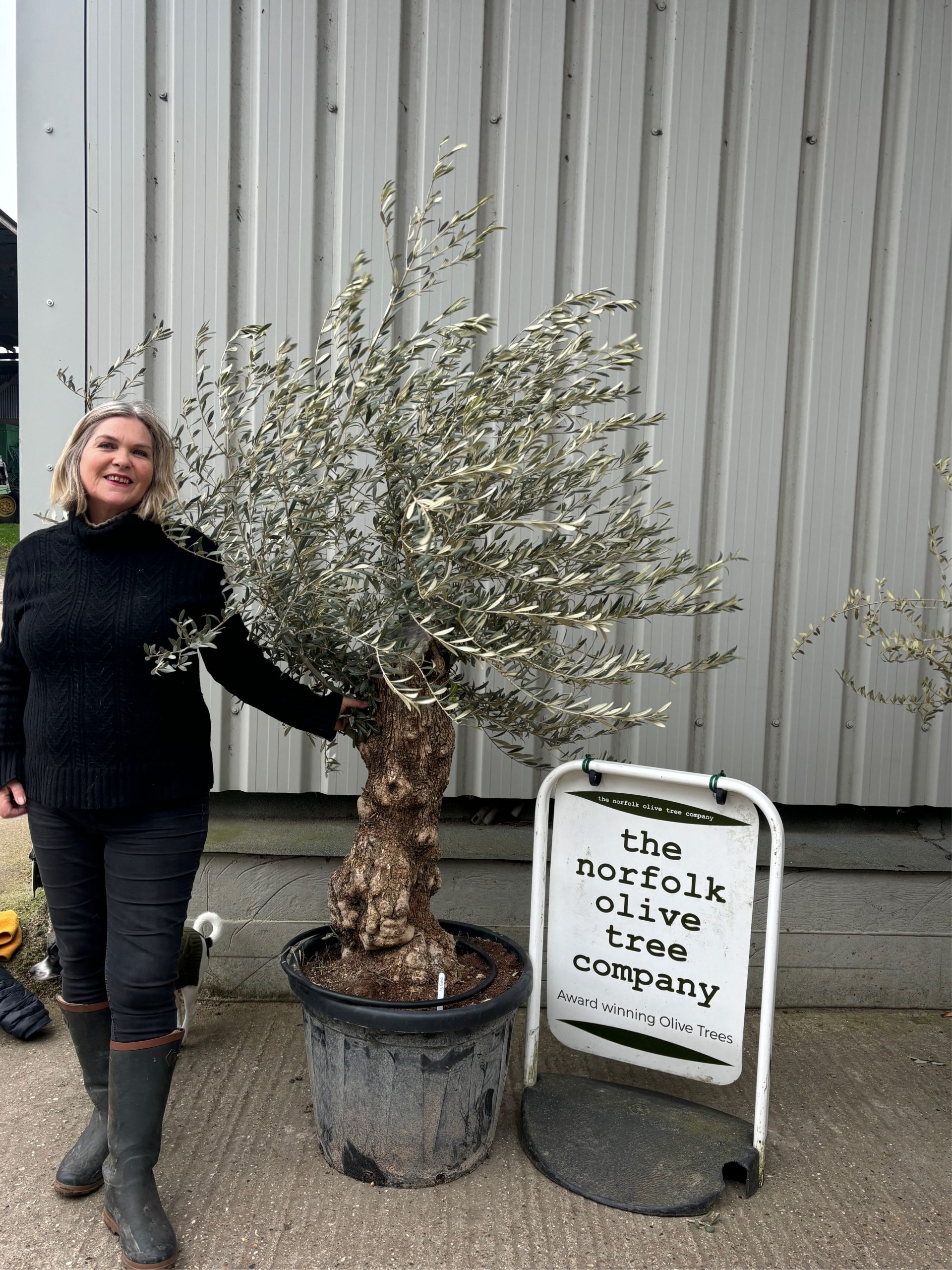Ancient Olive Tree - Small Specimen - The Norfolk Olive Tree Company