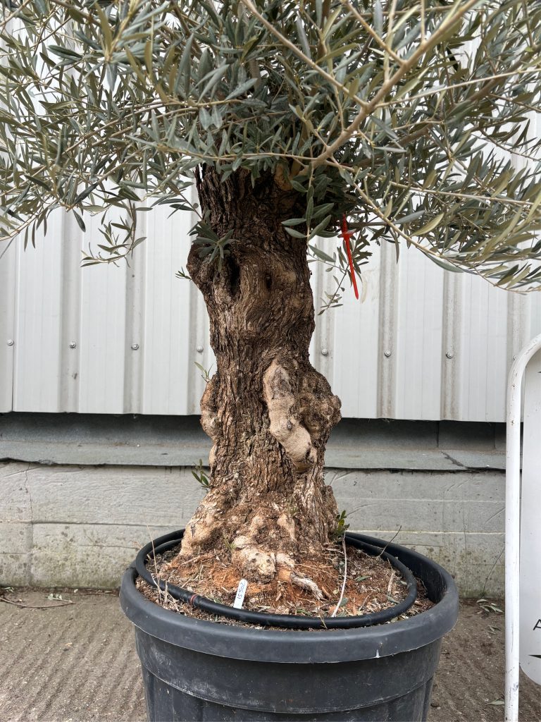 Ancient Olive Tree - Small Specimen - The Norfolk Olive Tree Company