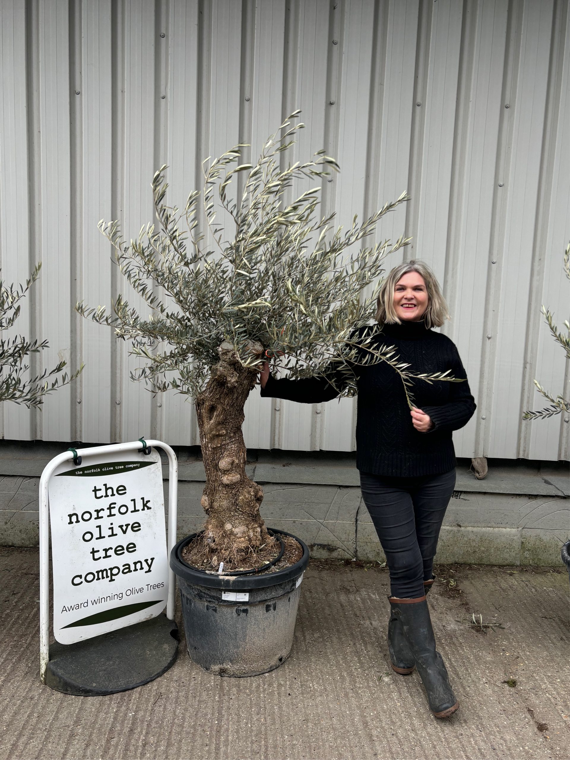 Ancient Olive Tree - Small Specimen - The Norfolk Olive Tree Company