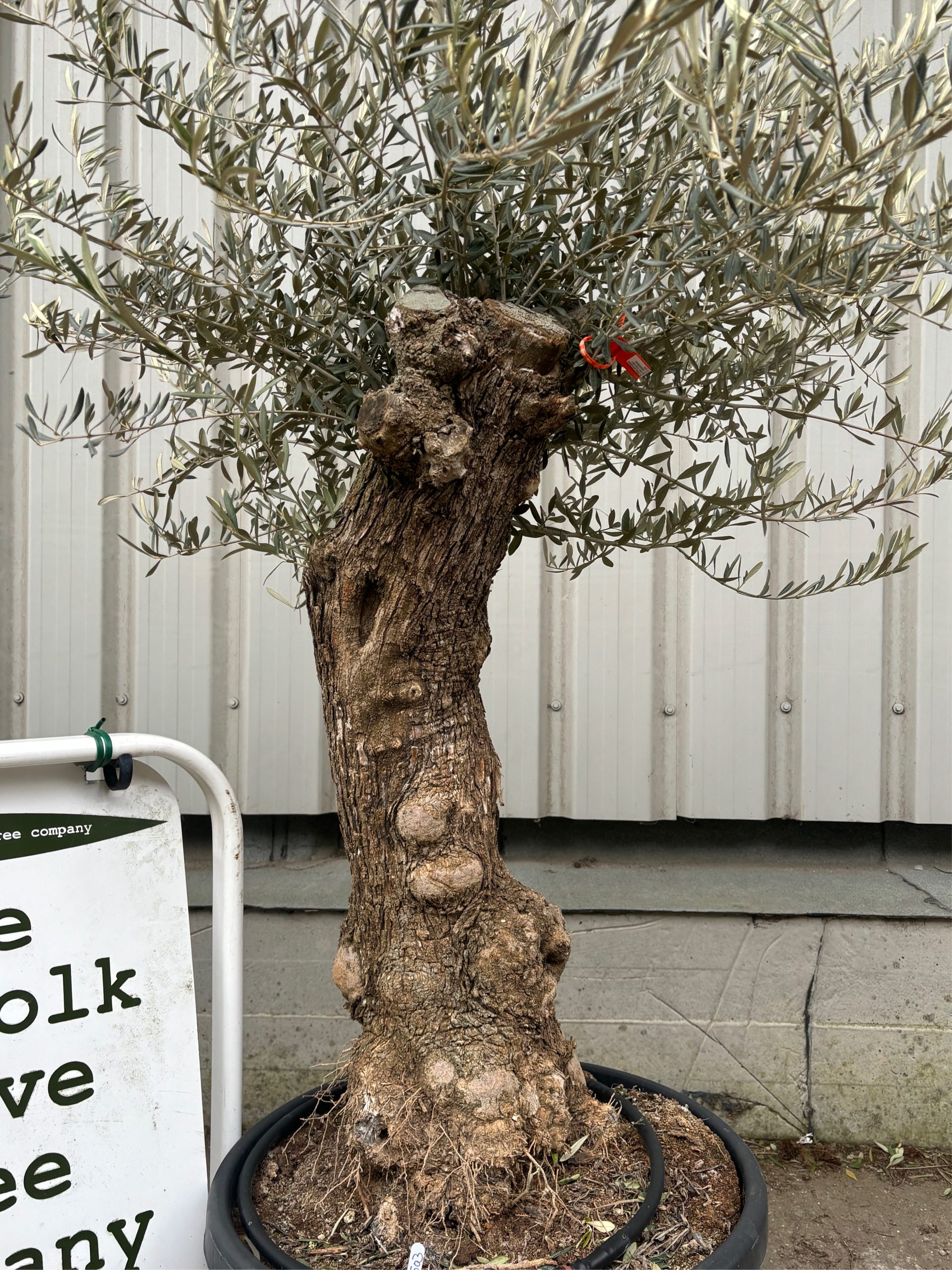Ancient Olive Tree - Small Specimen - The Norfolk Olive Tree Company