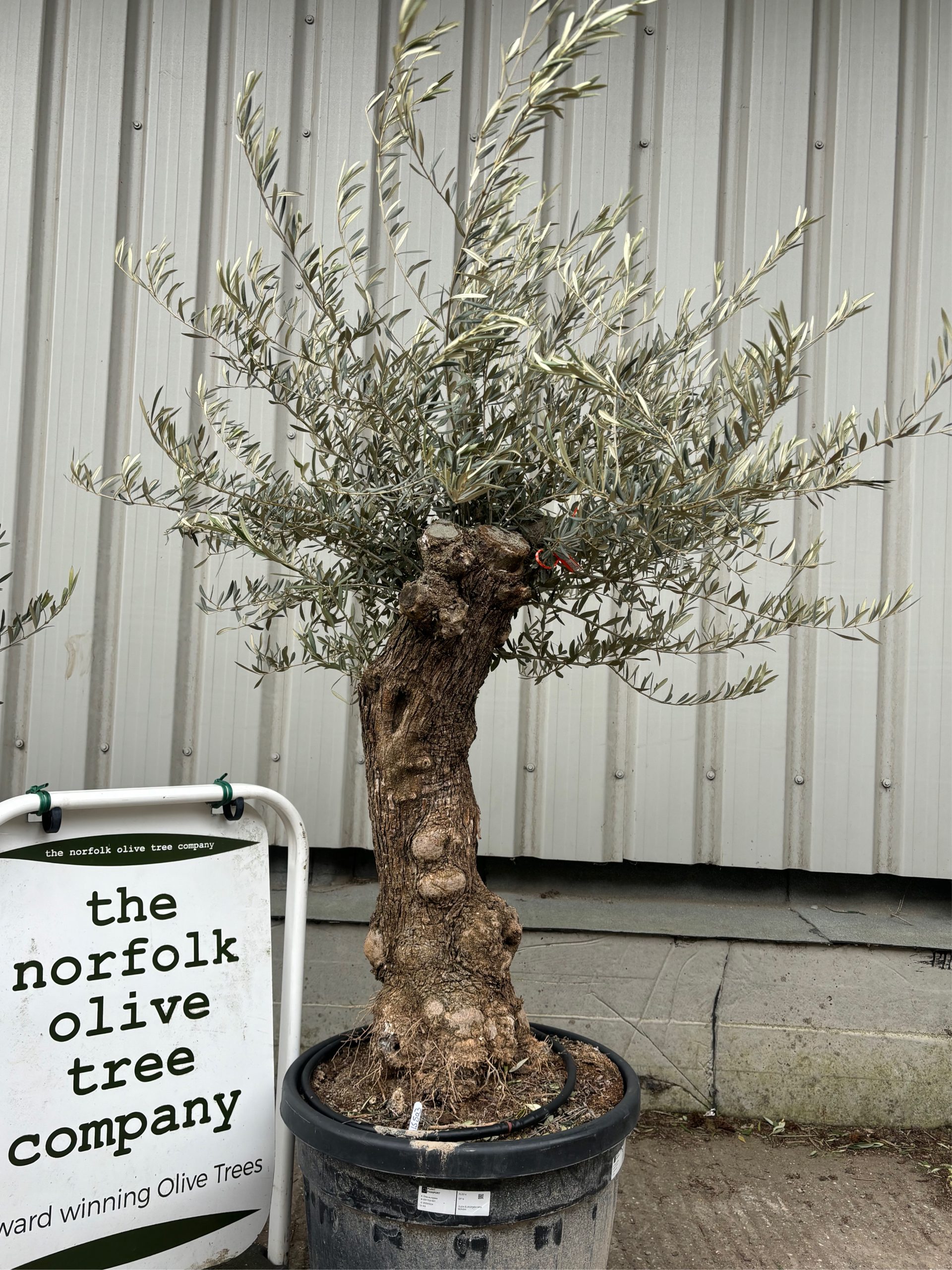 Ancient Olive Tree - Small Specimen - The Norfolk Olive Tree Company