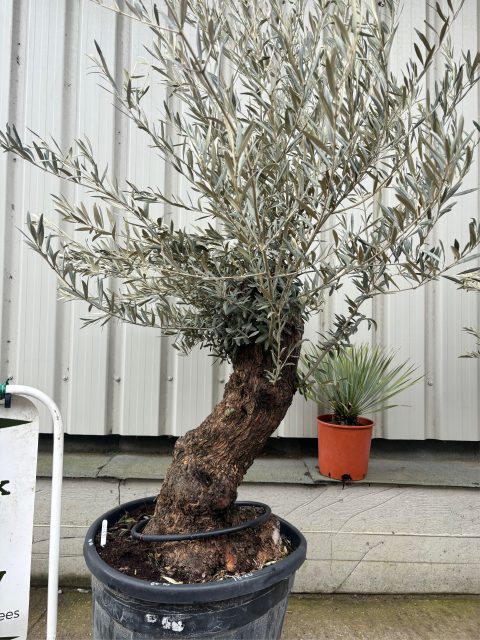 Ancient Olive Tree - Small Specimen - The Norfolk Olive Tree Company