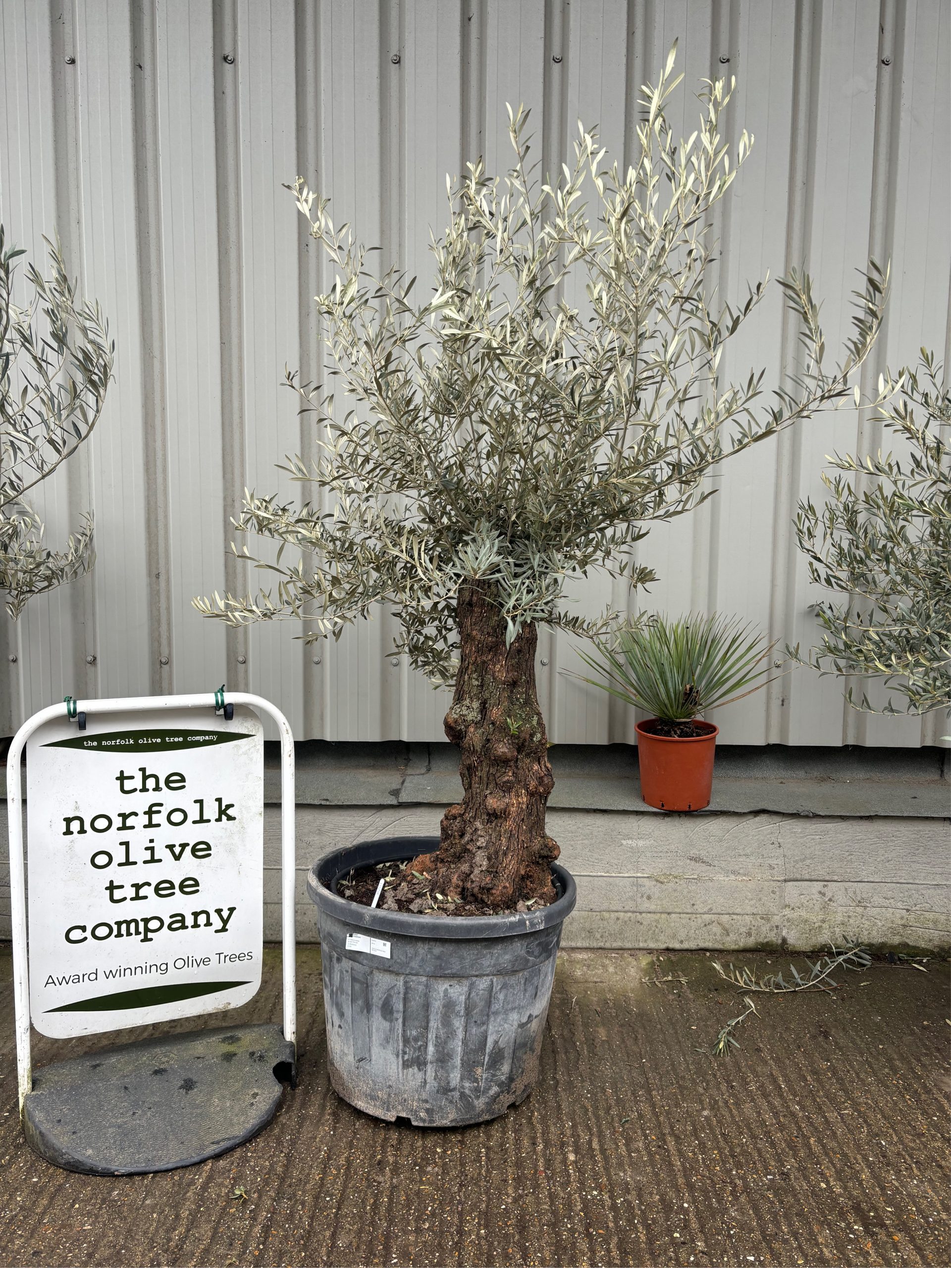 Ancient Olive Tree - Small Specimen - The Norfolk Olive Tree Company
