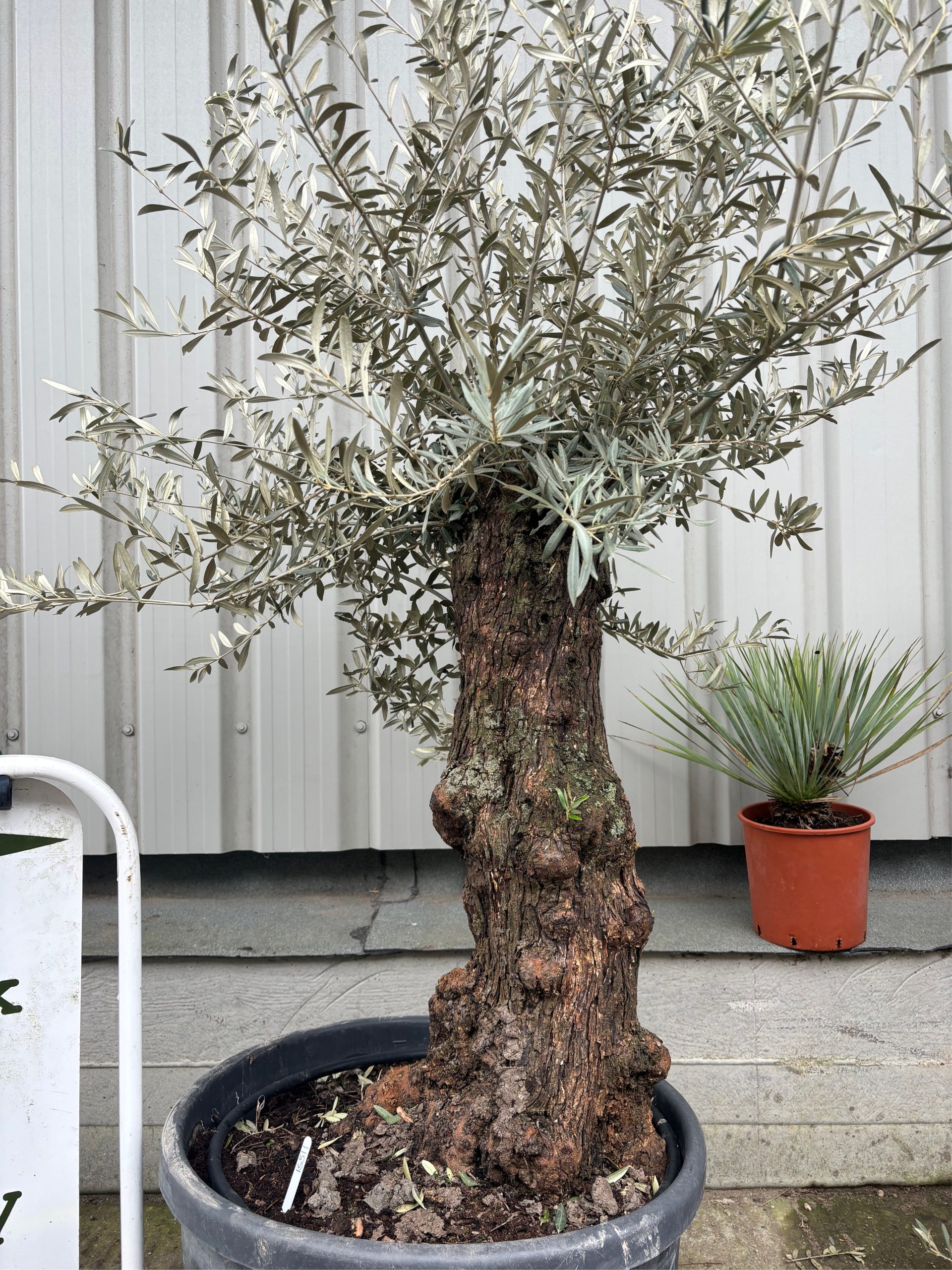 Ancient Olive Tree - Small Specimen - The Norfolk Olive Tree Company