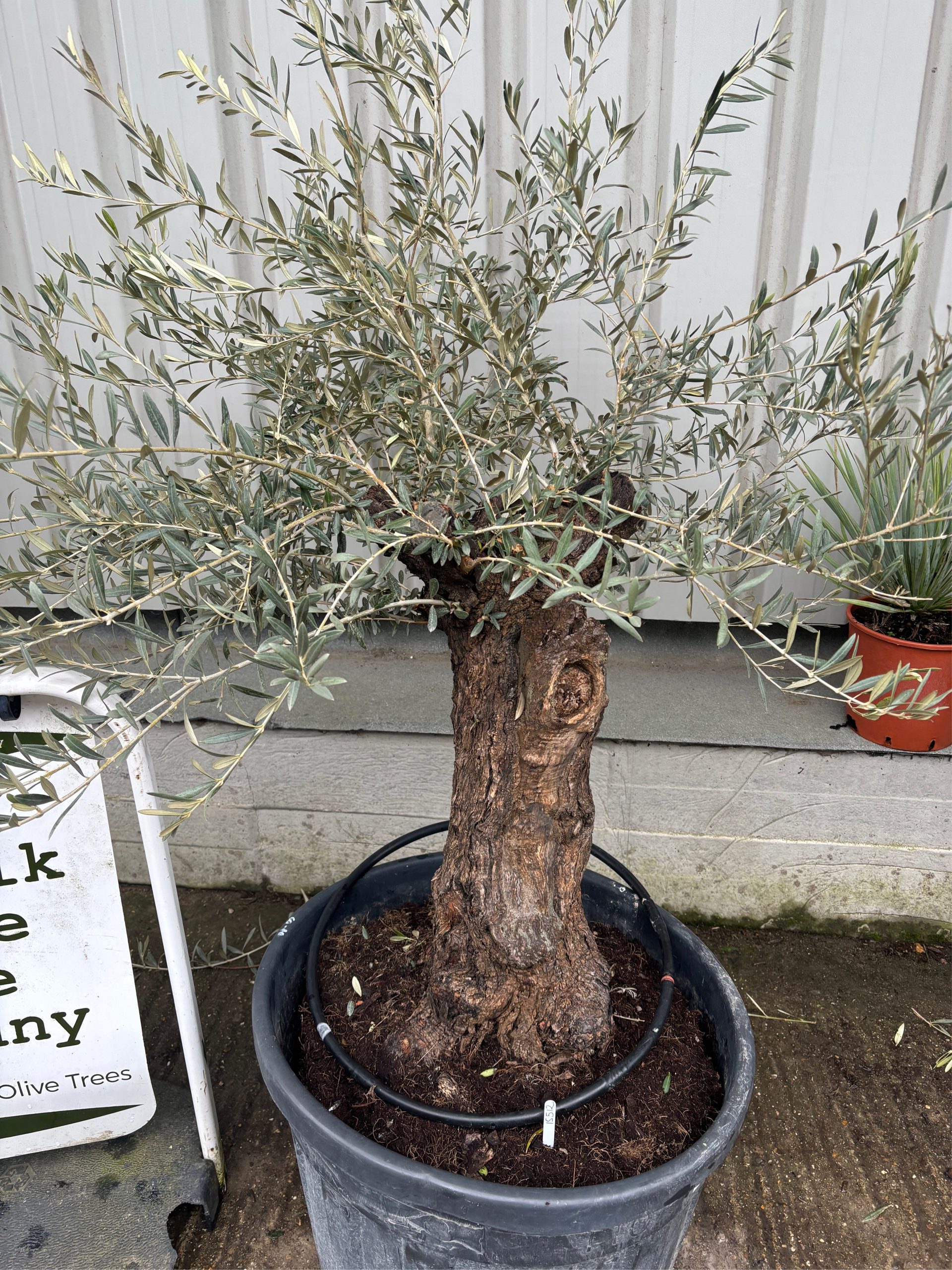 Small gnarled Olive tree - The Norfolk Olive Tree Company