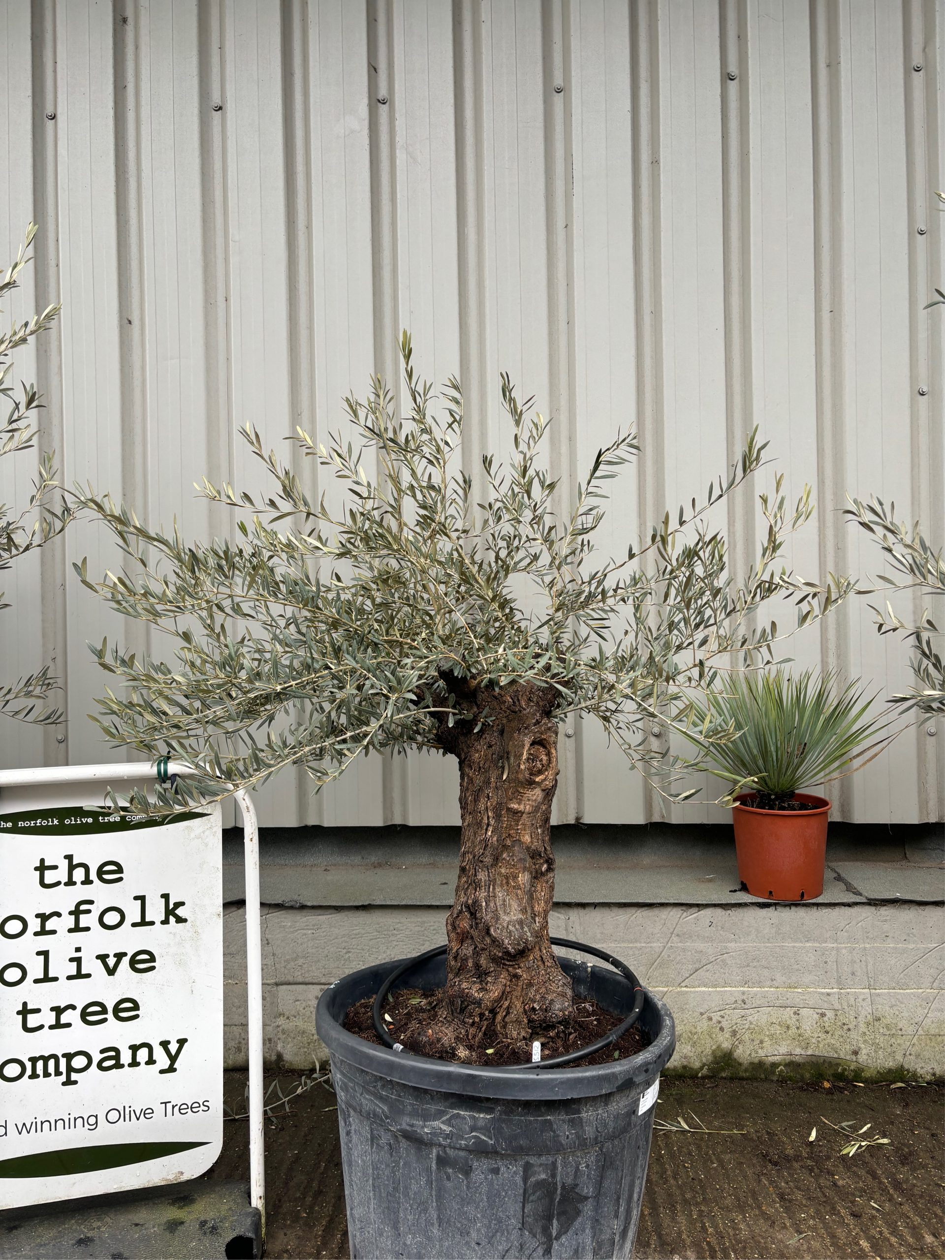 Small gnarled Olive tree - The Norfolk Olive Tree Company