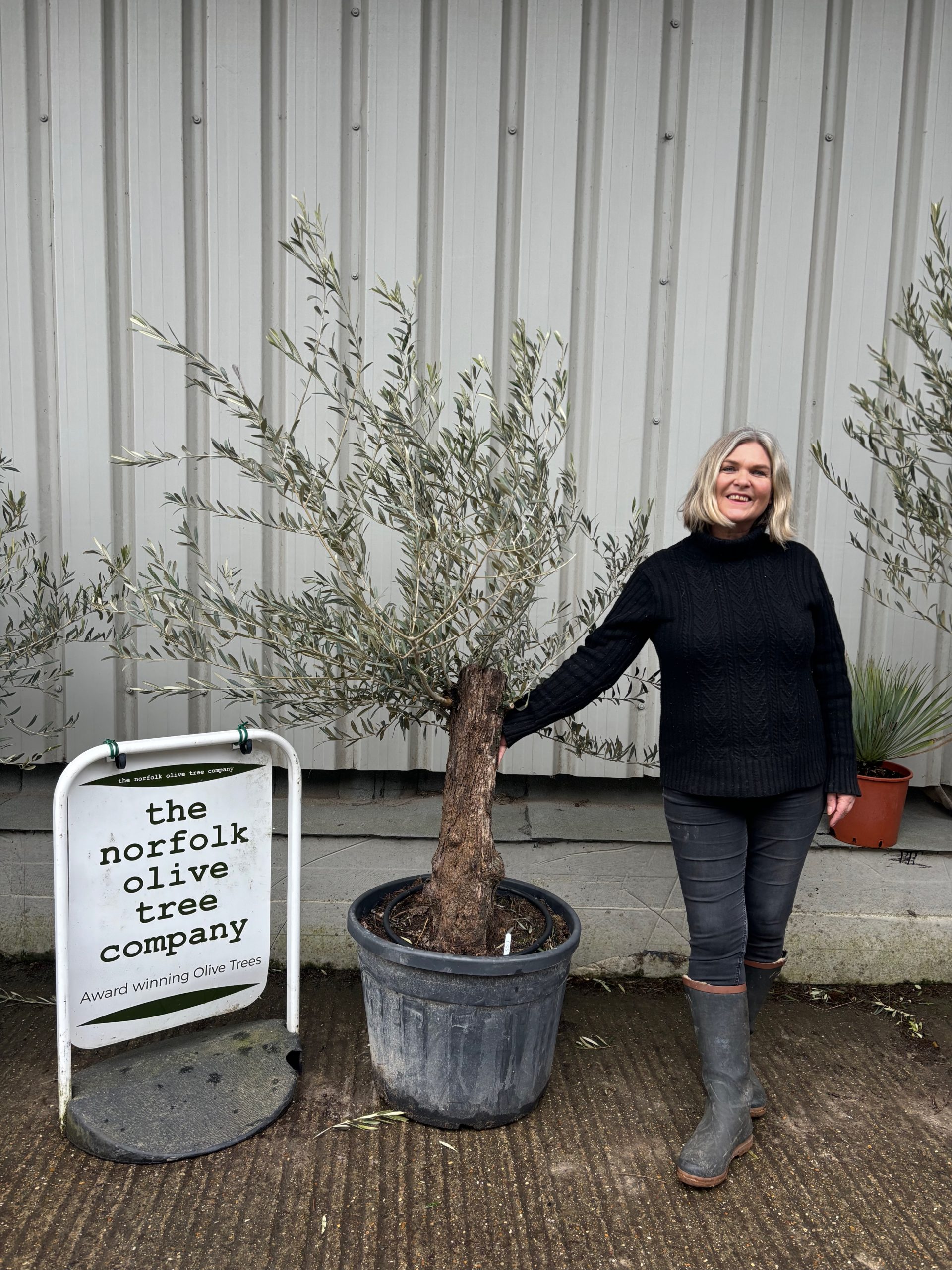 Small gnarled Olive tree - The Norfolk Olive Tree Company