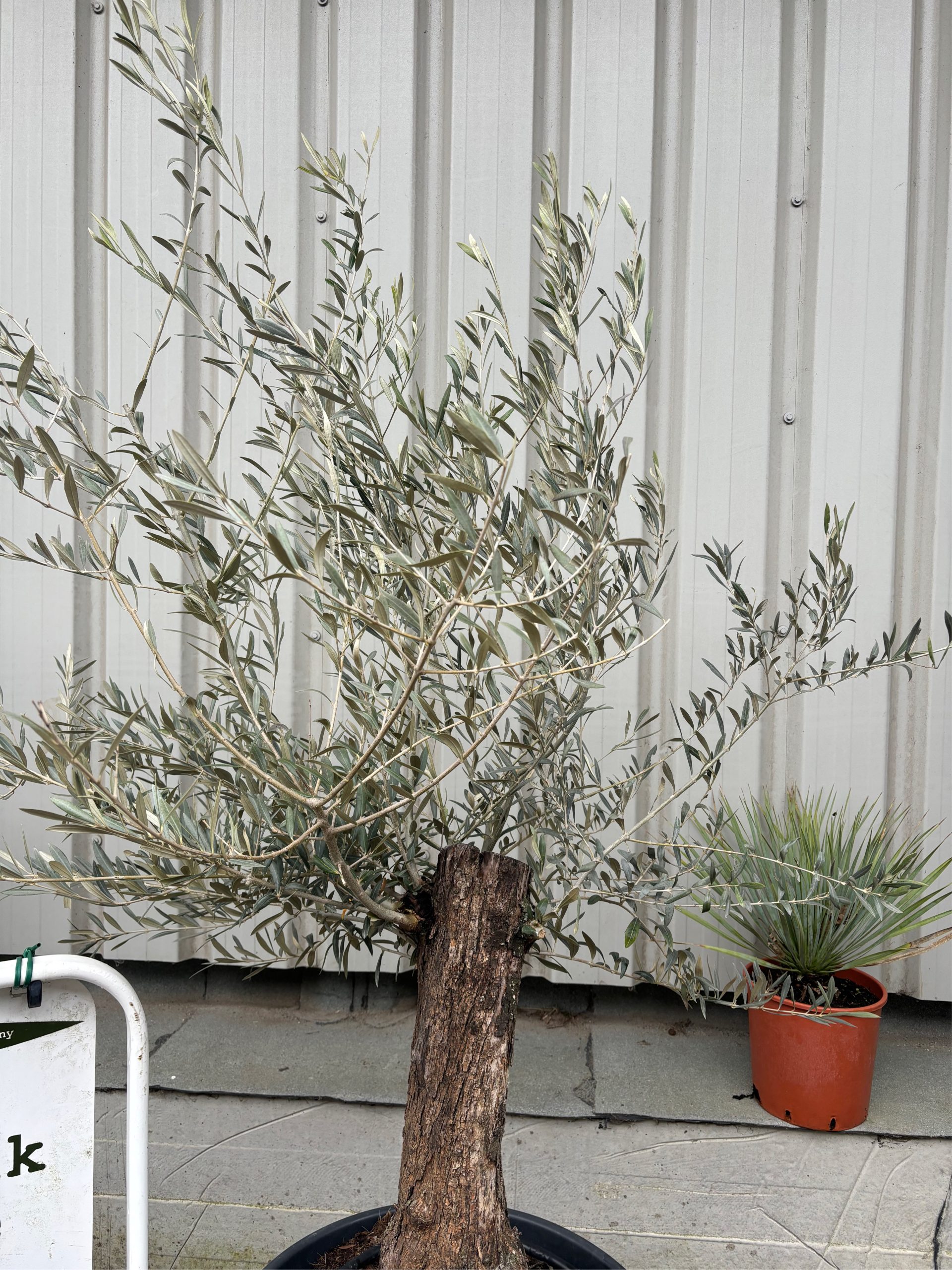Small gnarled Olive tree - The Norfolk Olive Tree Company