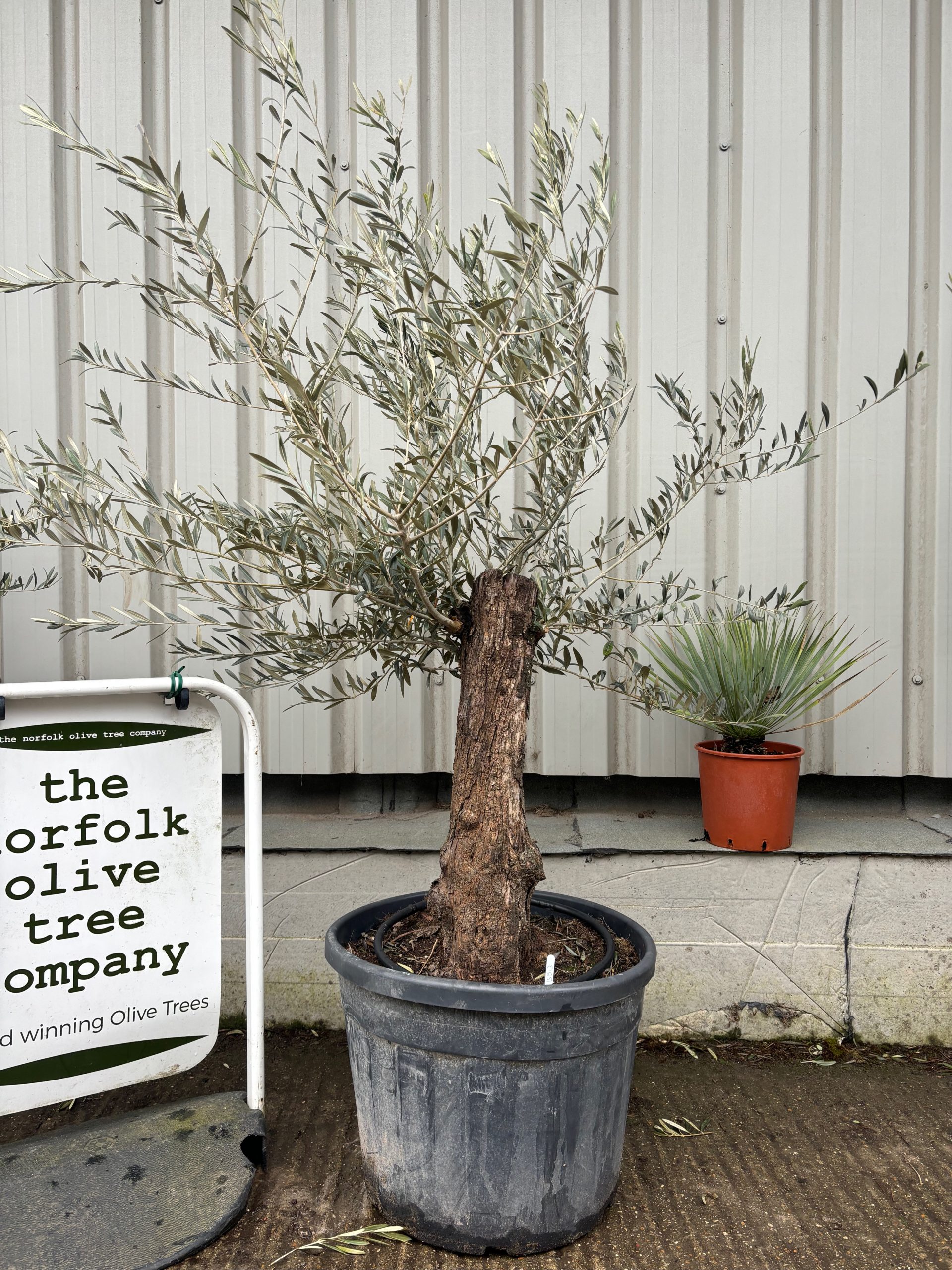 Small gnarled Olive tree - The Norfolk Olive Tree Company