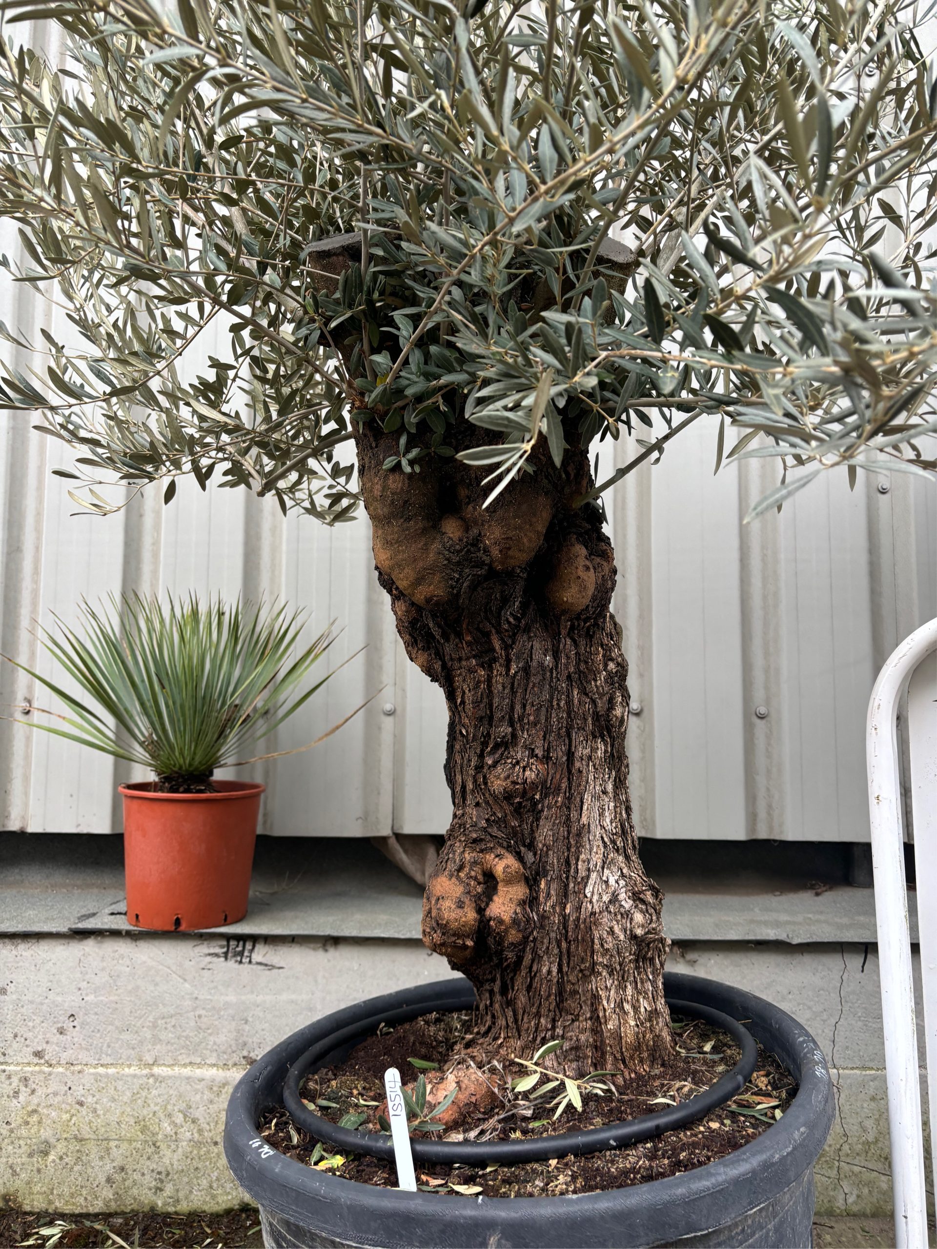 Ancient Olive Tree - Small Specimen - The Norfolk Olive Tree Company