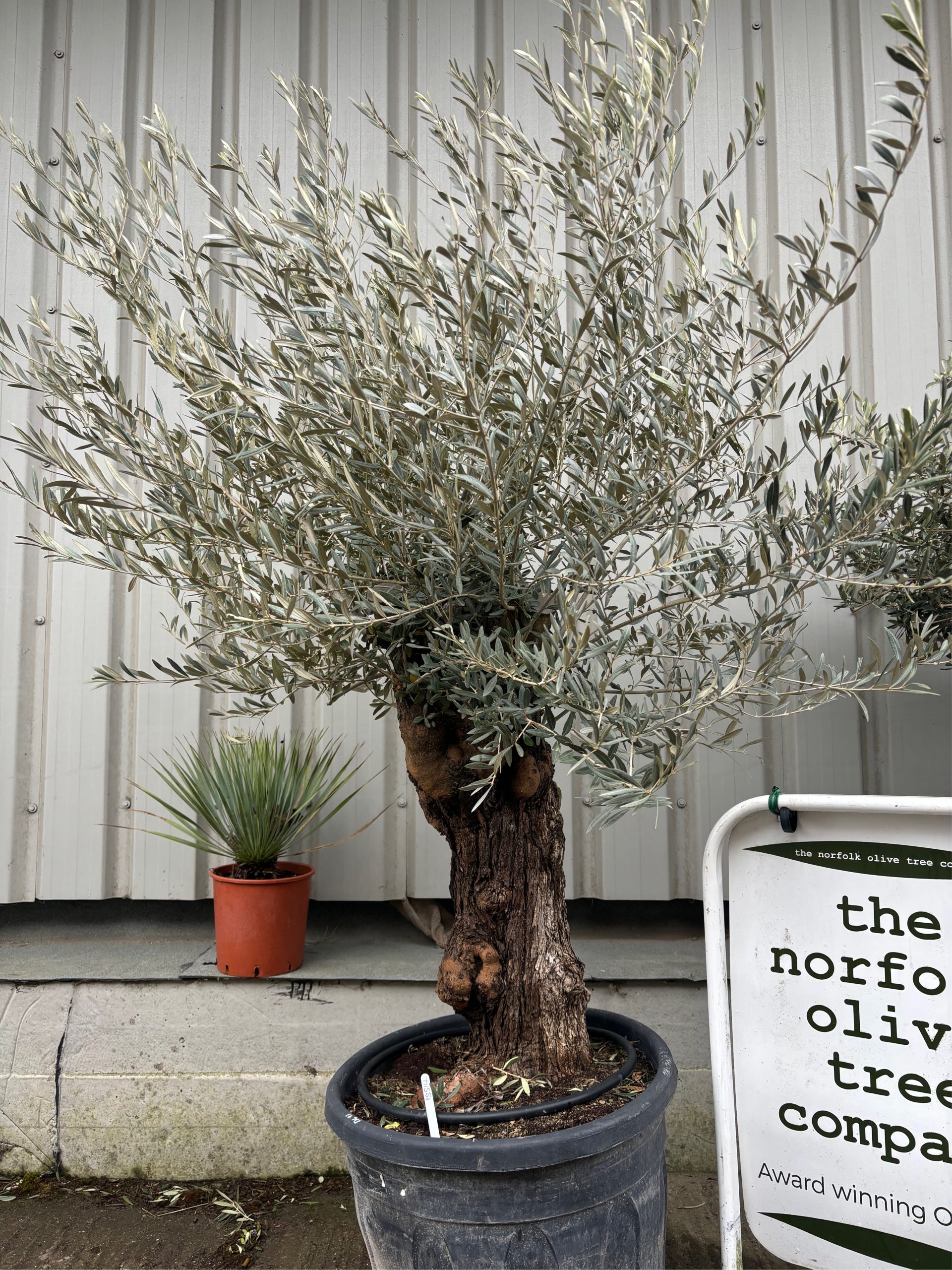Ancient Olive Tree - Small Specimen - The Norfolk Olive Tree Company