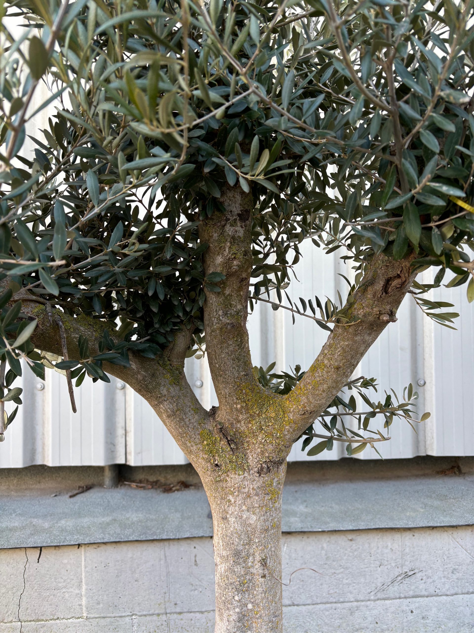 Branched Olive Tree delivery included. - The Norfolk Olive Tree Company
