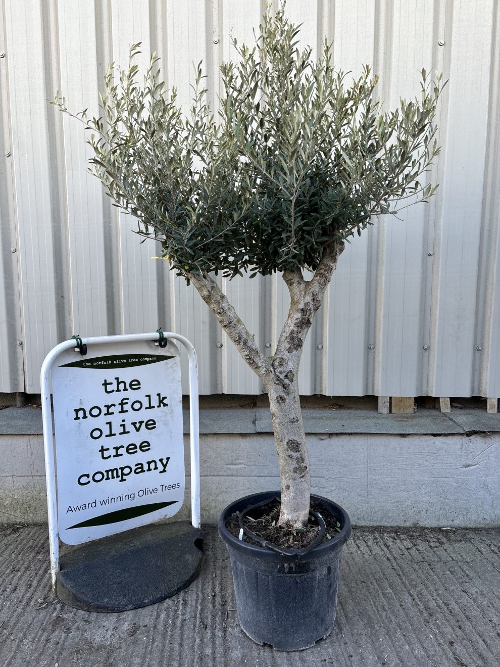 Mature Olive tree for sale. Delivery included. - The Norfolk Olive Tree ...