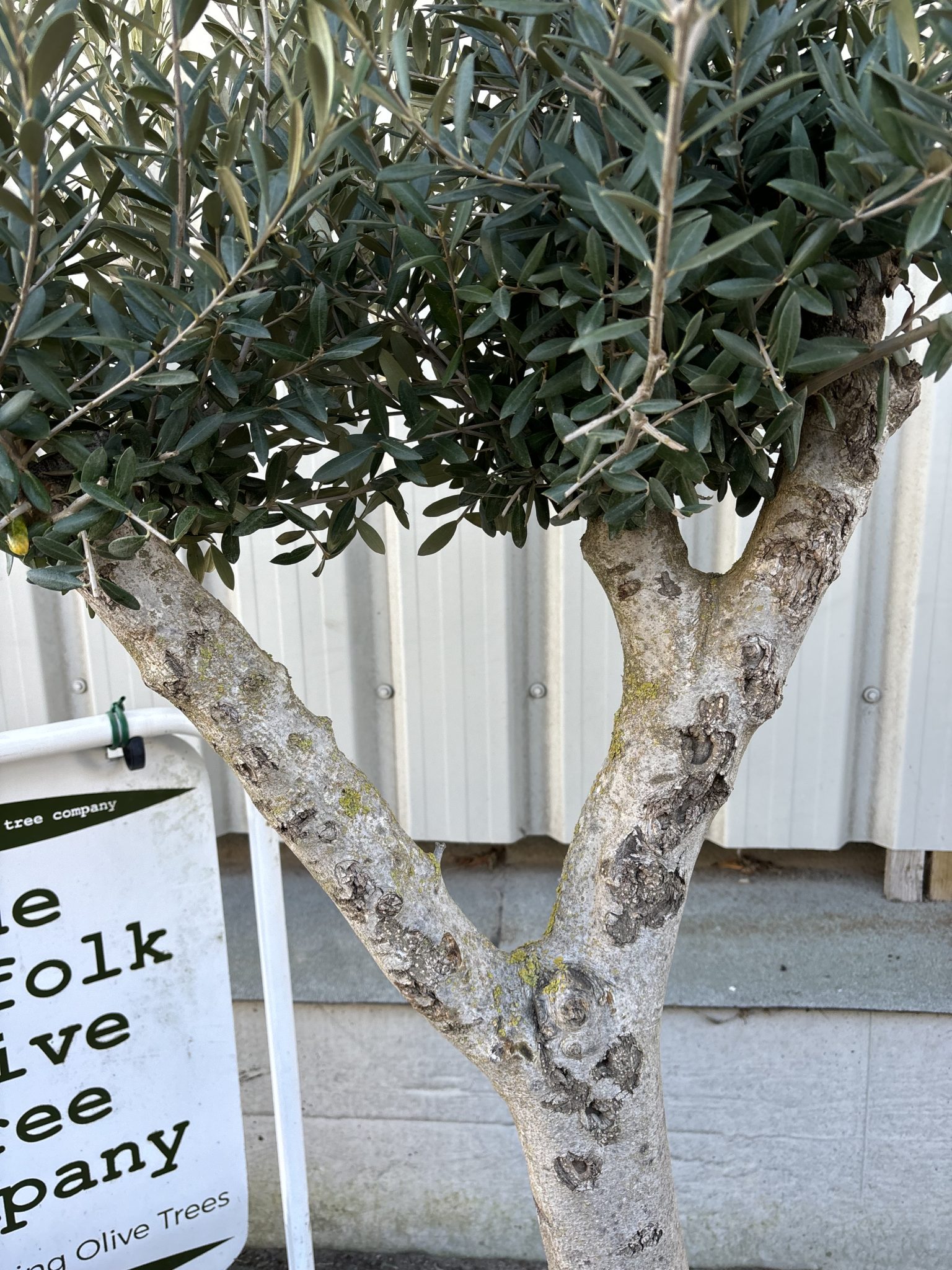 Mature Olive tree for sale. Delivery included. - The Norfolk Olive Tree ...