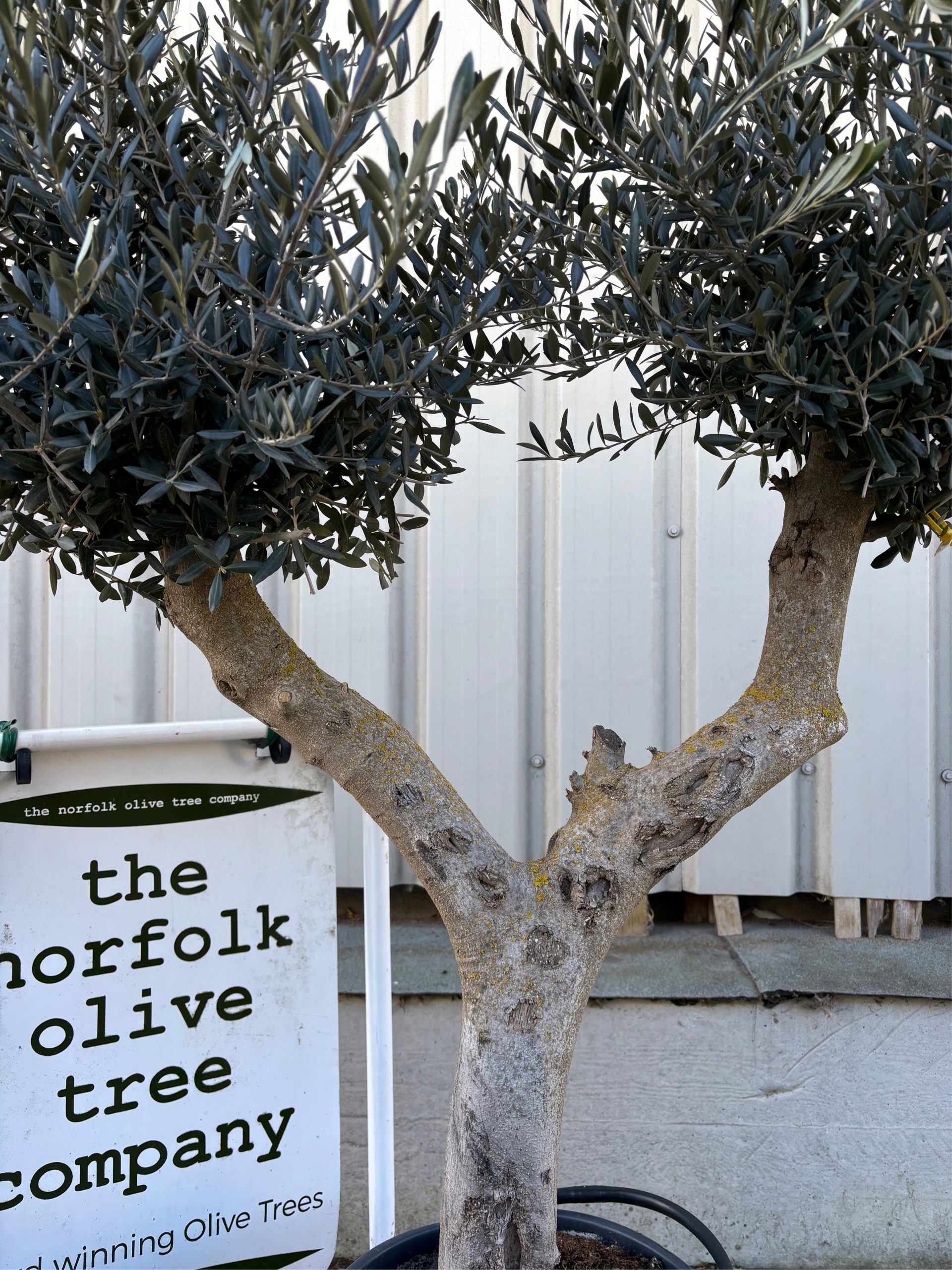 Mature Olive tree for sale. Delivery included. - The Norfolk Olive Tree ...