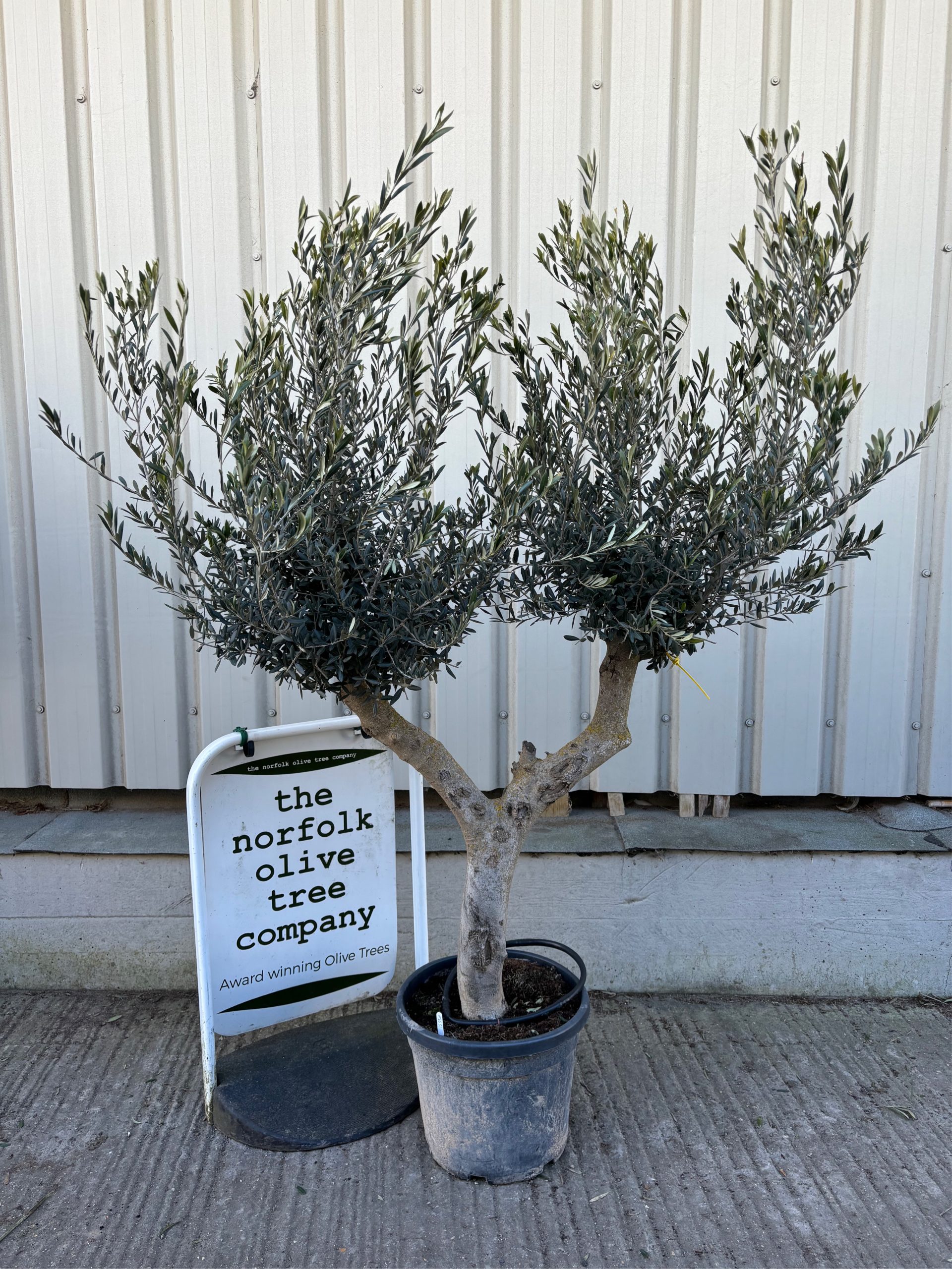 Mature Olive tree for sale. Delivery included. - The Norfolk Olive Tree ...