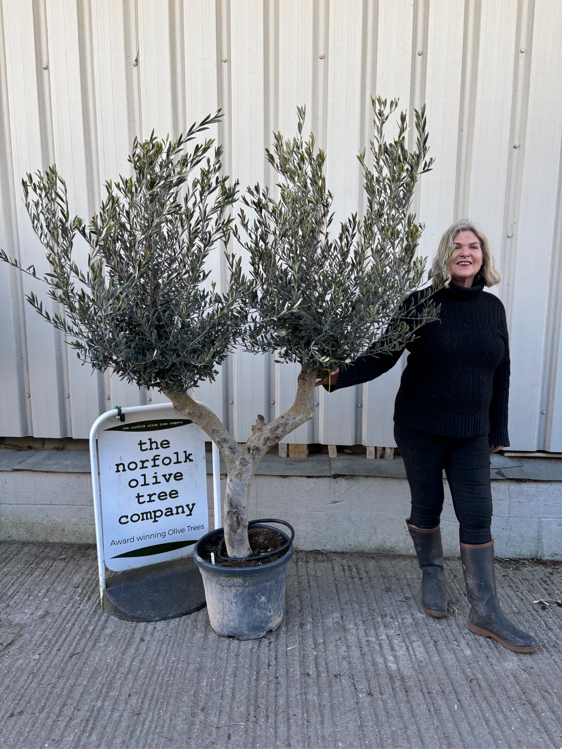 Mature Olive tree for sale. Delivery included. - The Norfolk Olive Tree ...