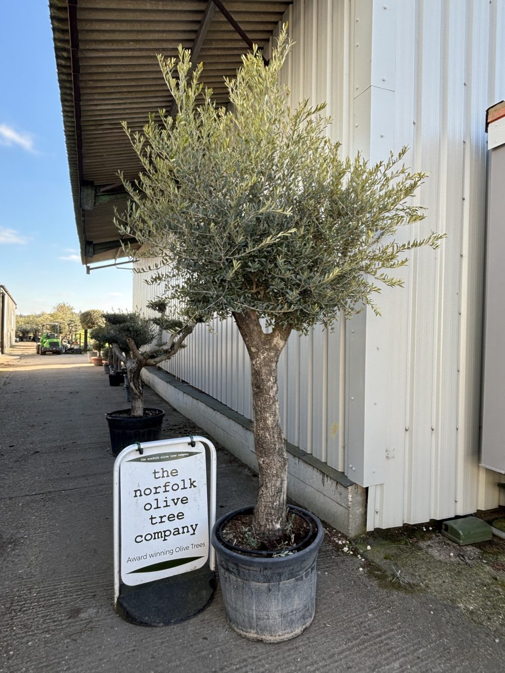 Tall Olive Tree - The Norfolk Olive Tree Company