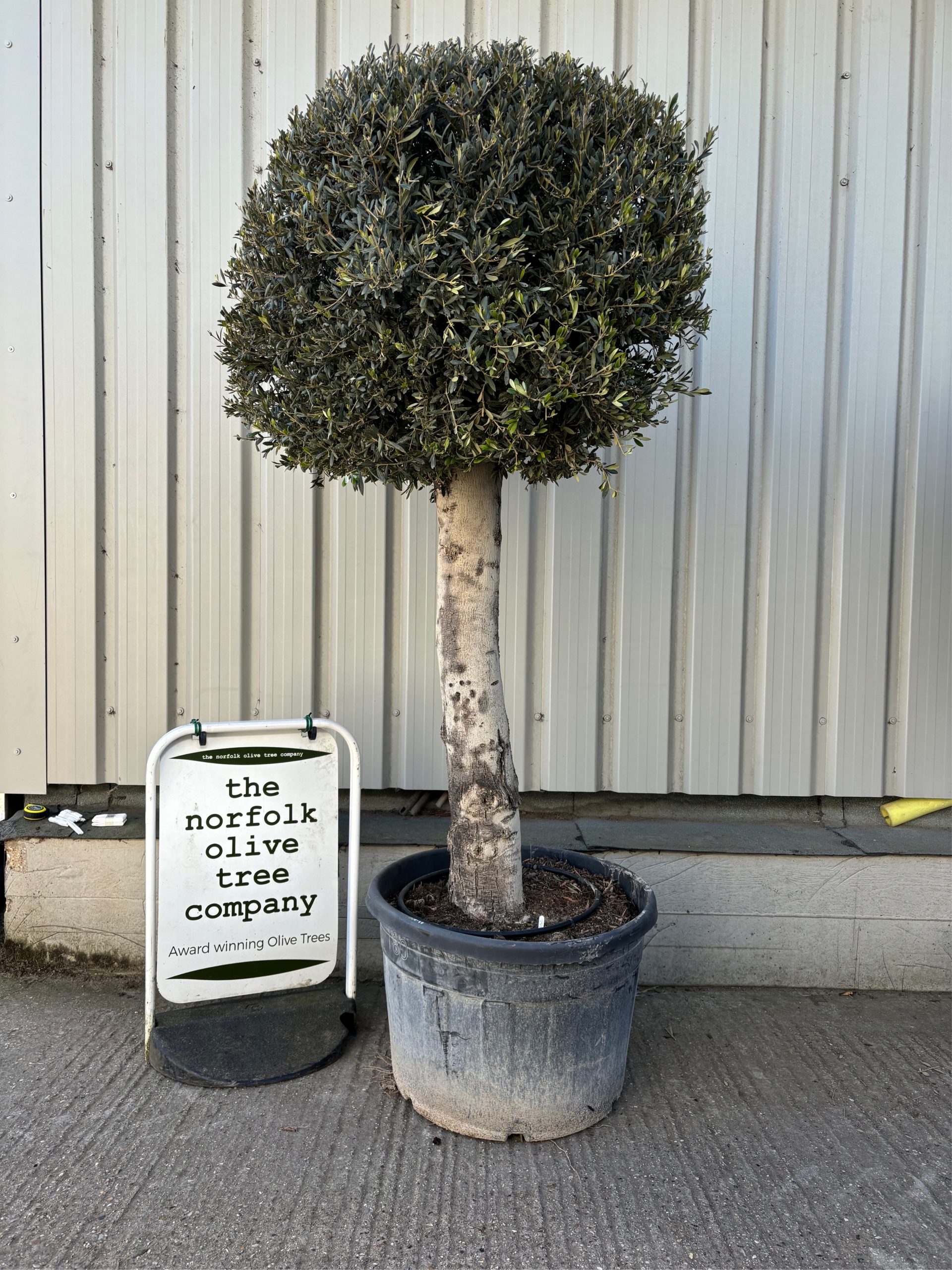 Lollipop olive tree - The Norfolk Olive Tree Company