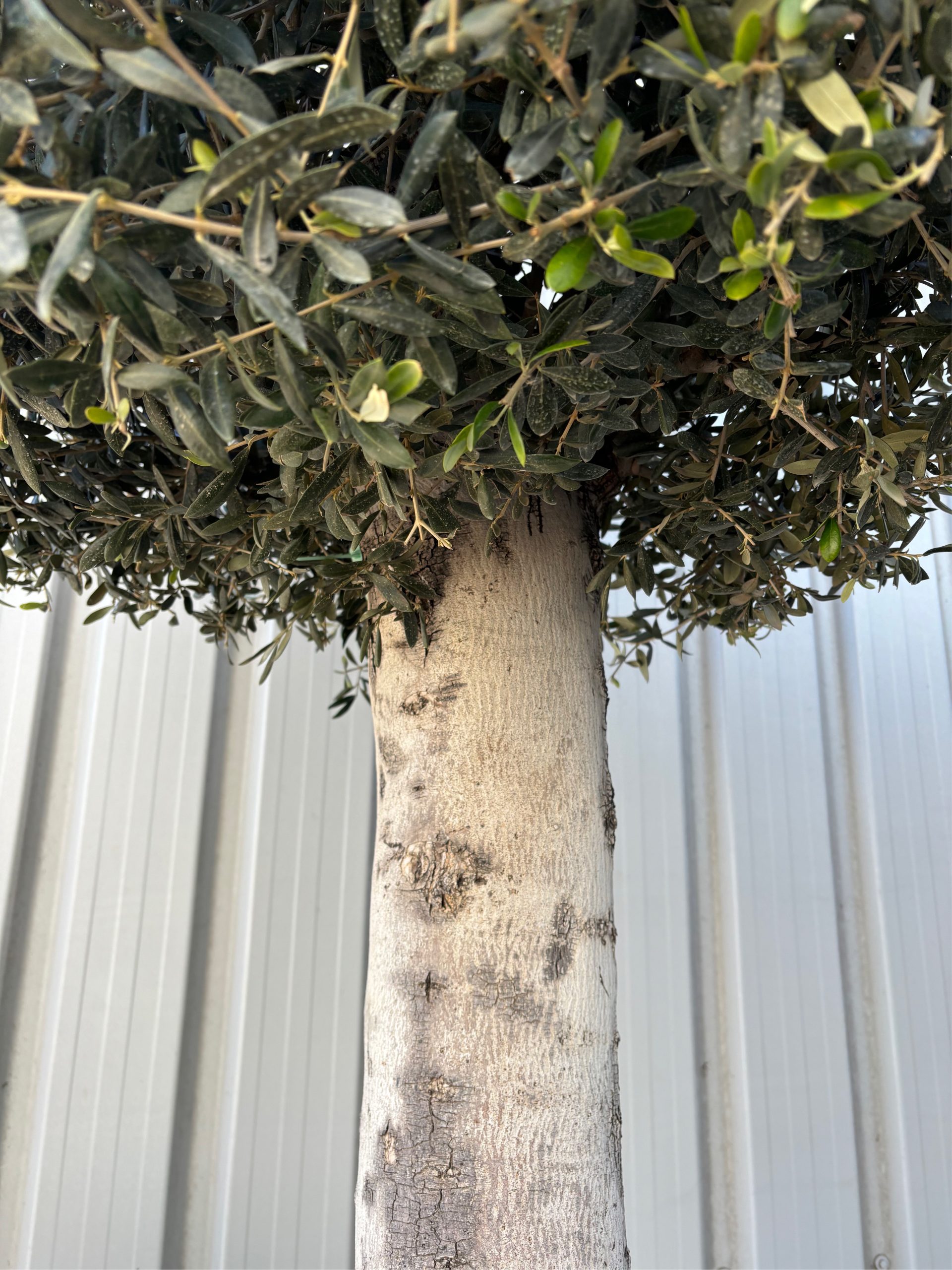 Lollipop olive tree - The Norfolk Olive Tree Company