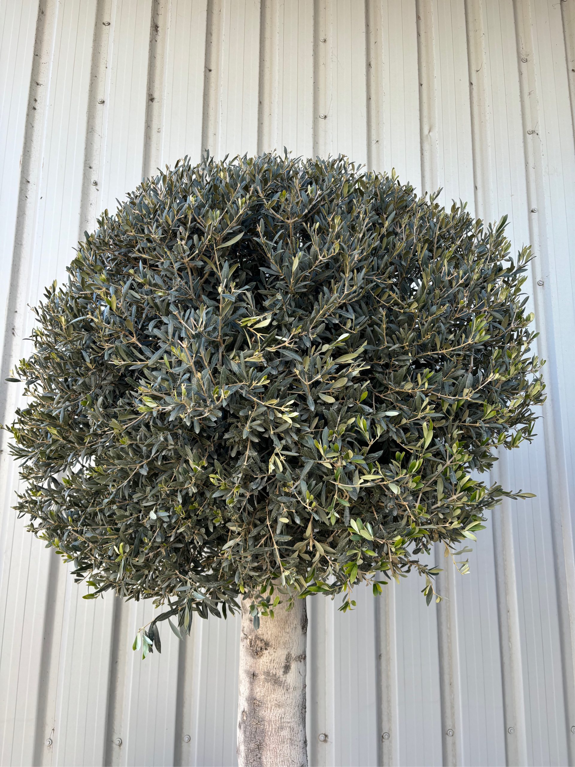 Lollipop olive tree - The Norfolk Olive Tree Company