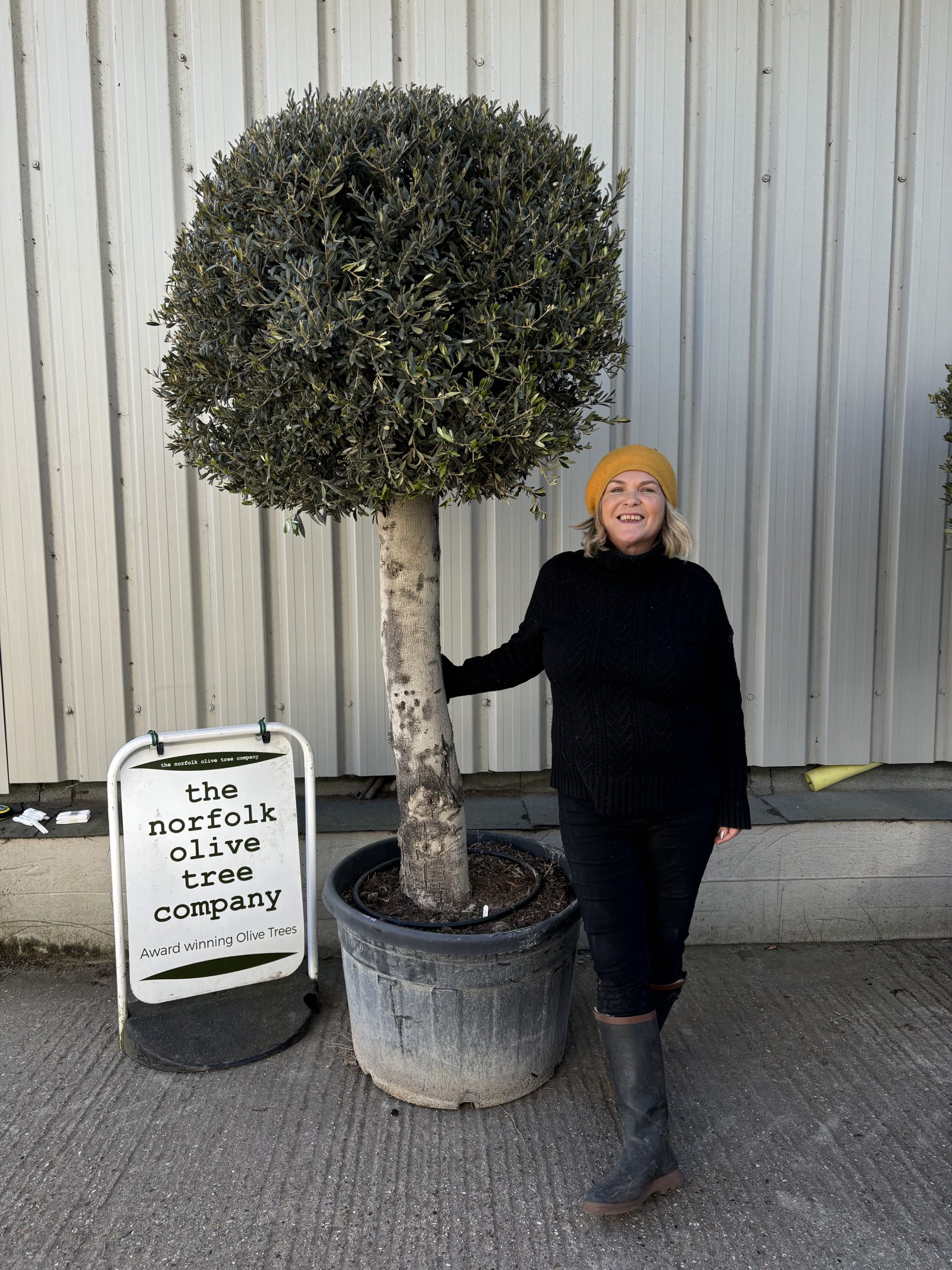 Lollipop olive tree - The Norfolk Olive Tree Company