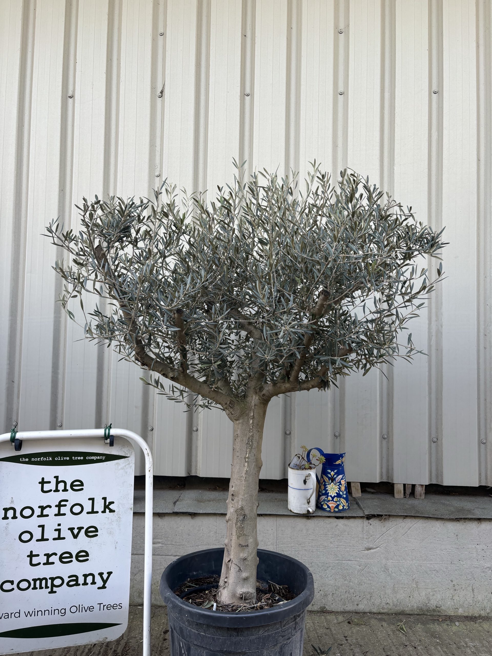 Mature Olive tree for sale. Delivery included. - The Norfolk Olive Tree ...
