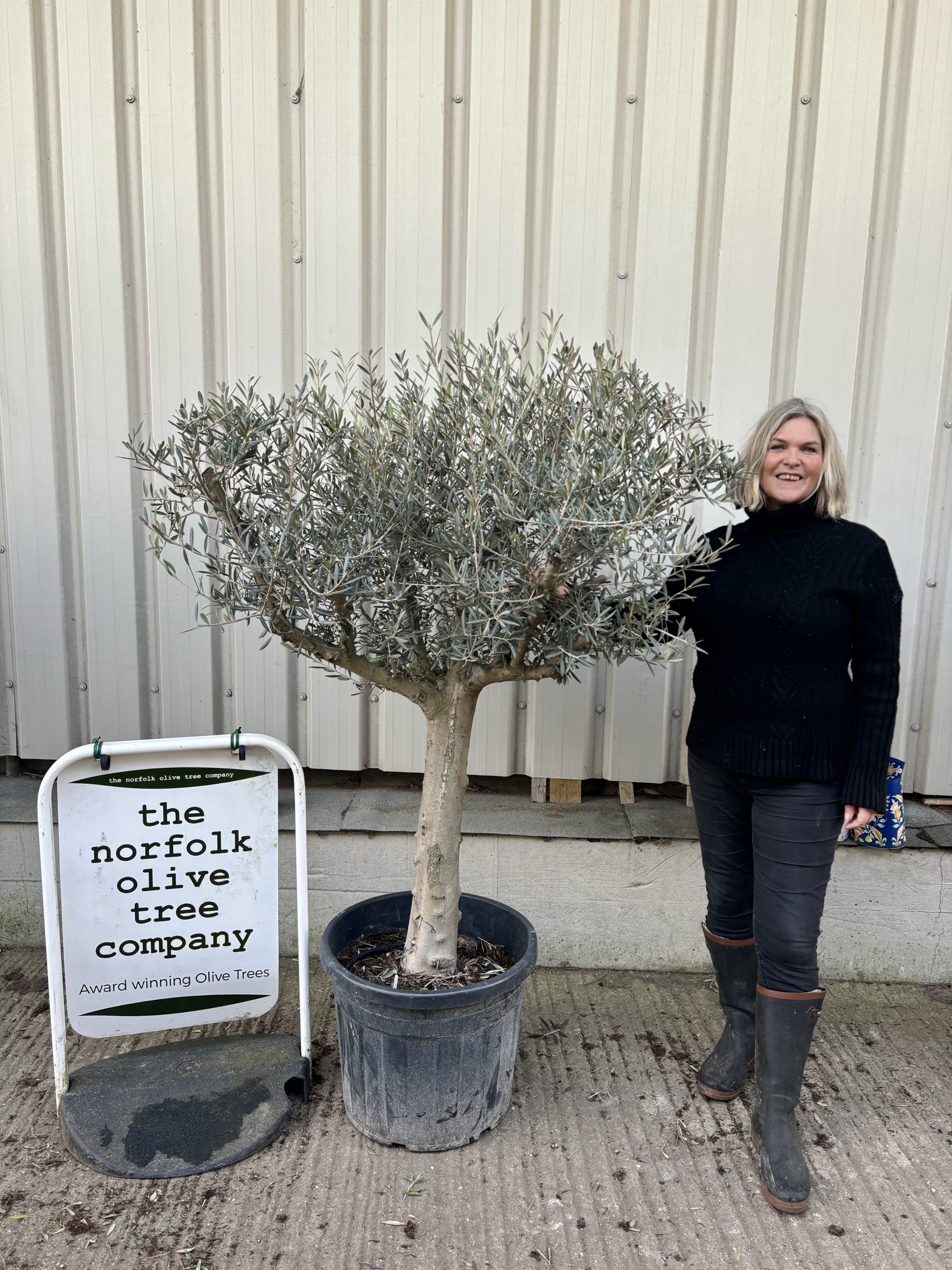 Mature Olive tree for sale. Delivery included. - The Norfolk Olive Tree ...
