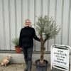 Recent arrivals - The Norfolk Olive Tree Company