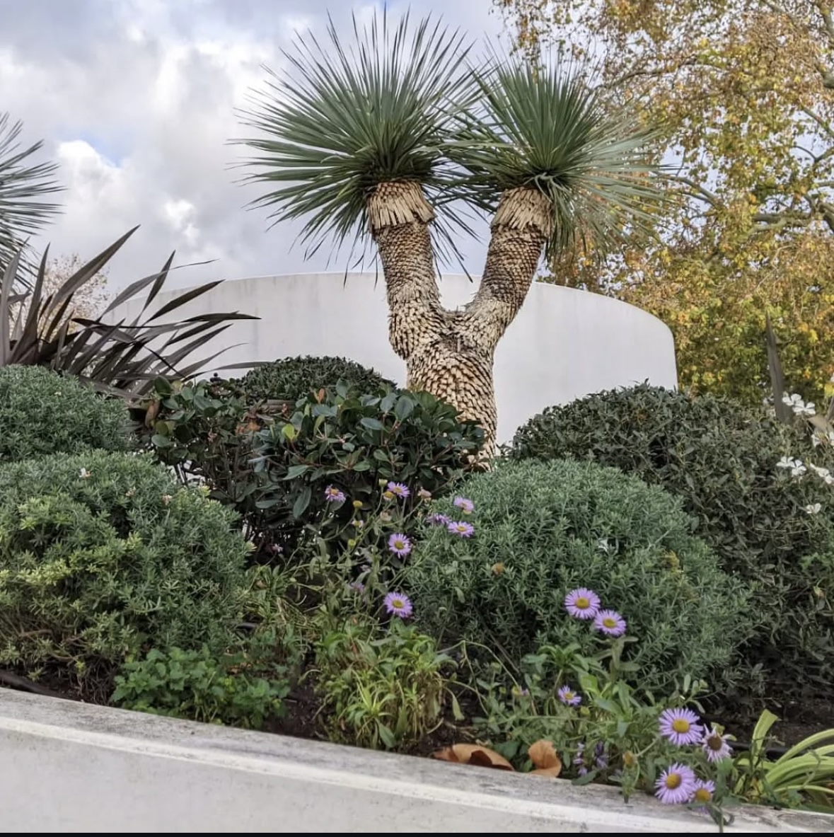 Striking Plant Combinations for Olive Trees: Architectural Beauty and ...