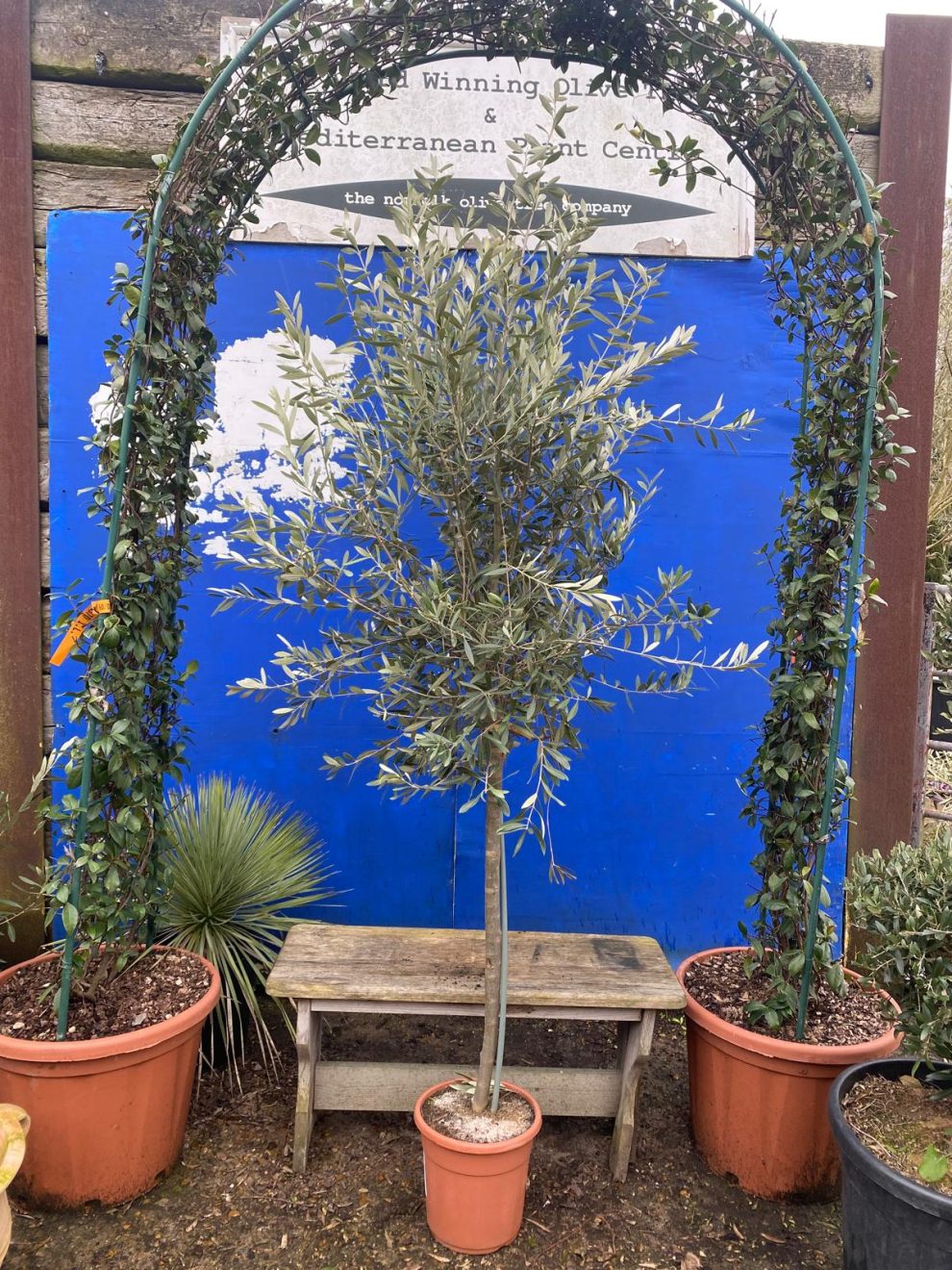 Olea Europaea - delivery included. - The Norfolk Olive Tree Company