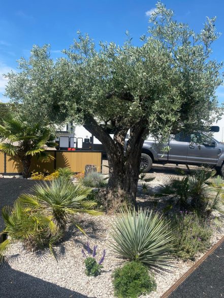 🌿 Growing Olive Trees in the UK - The Norfolk Olive Tree Company