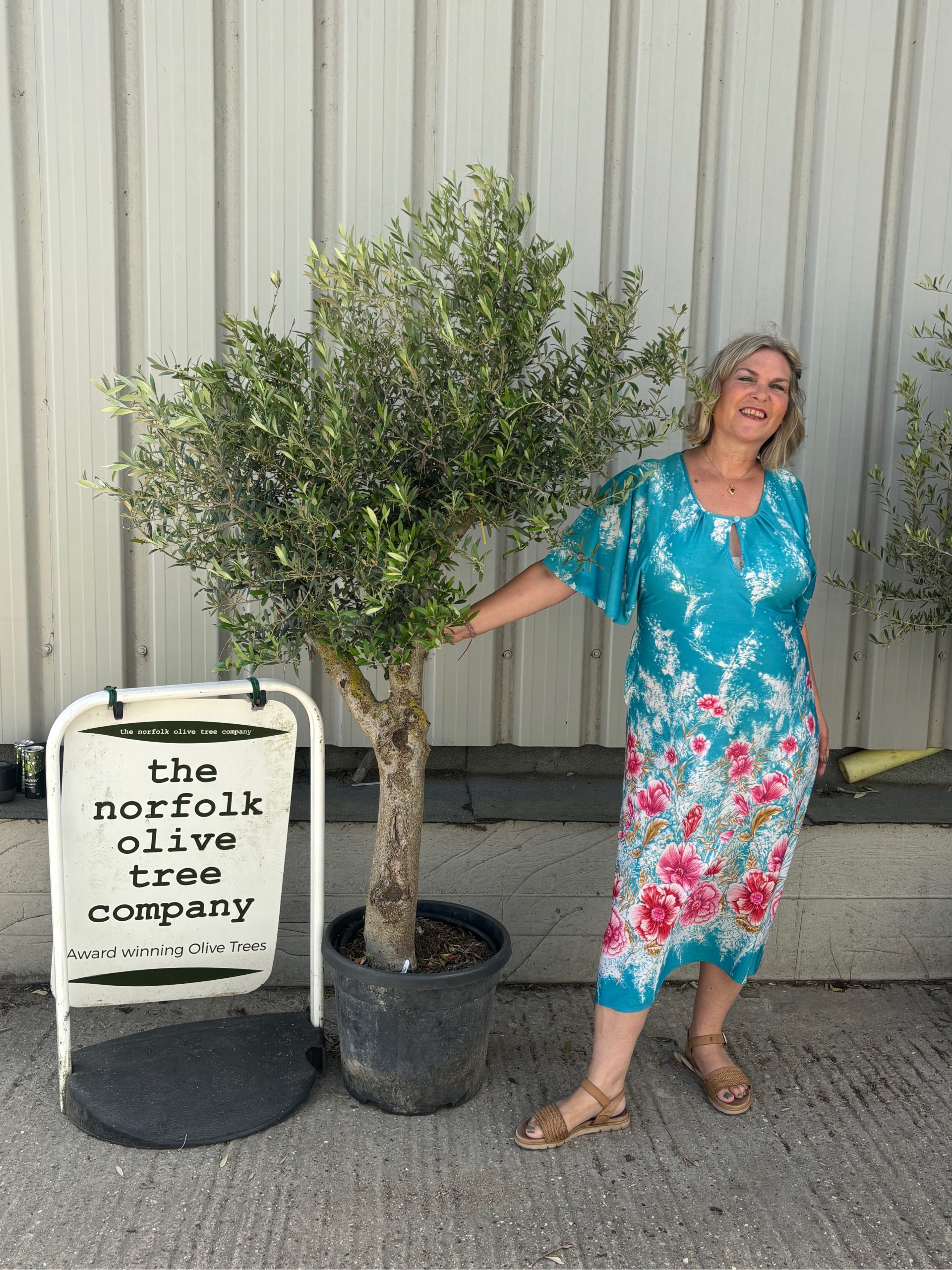 Vase shaped Olive tree delivery included - The Norfolk Olive Tree Company