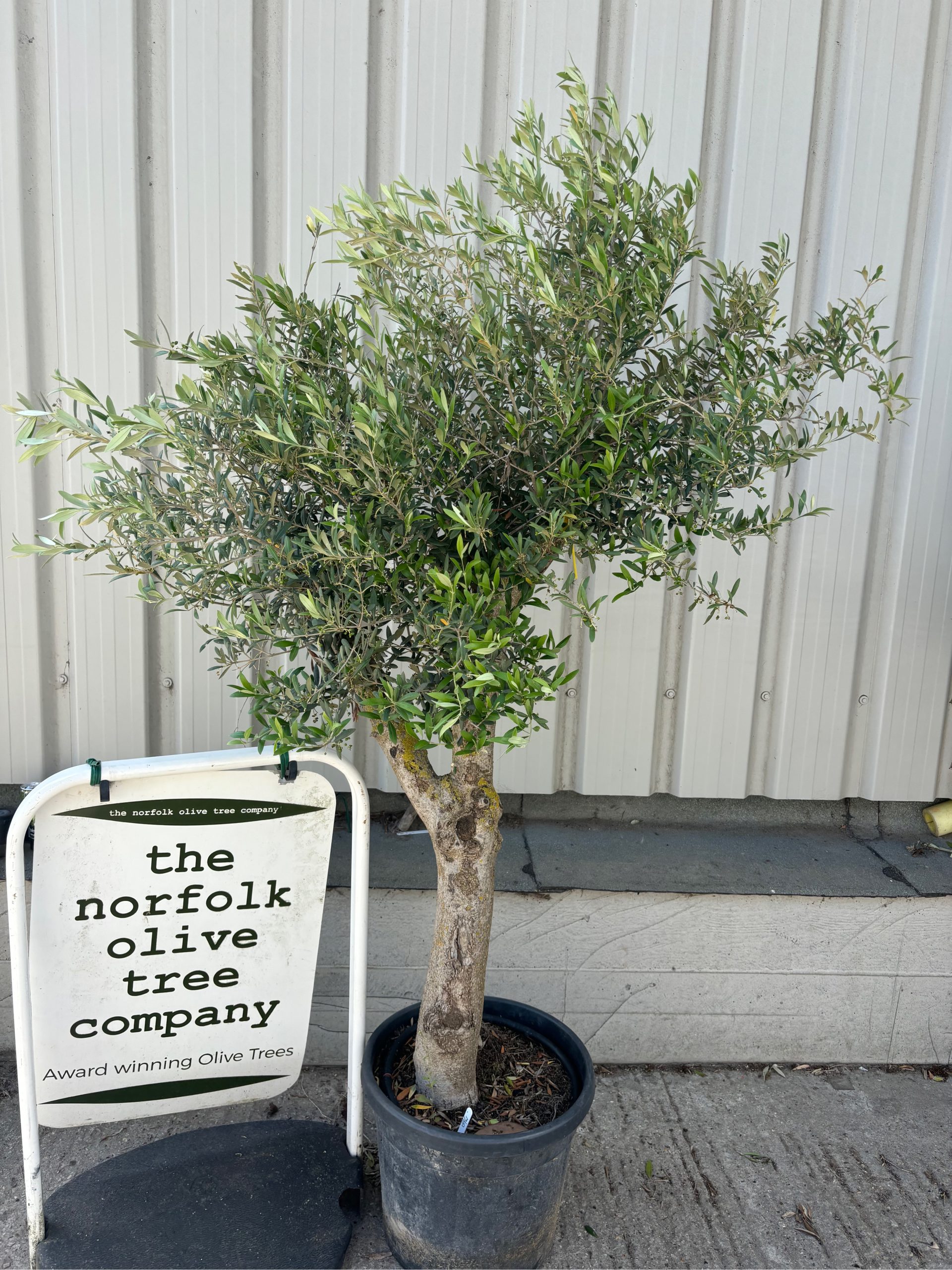 Vase shaped Olive tree delivery included - The Norfolk Olive Tree Company