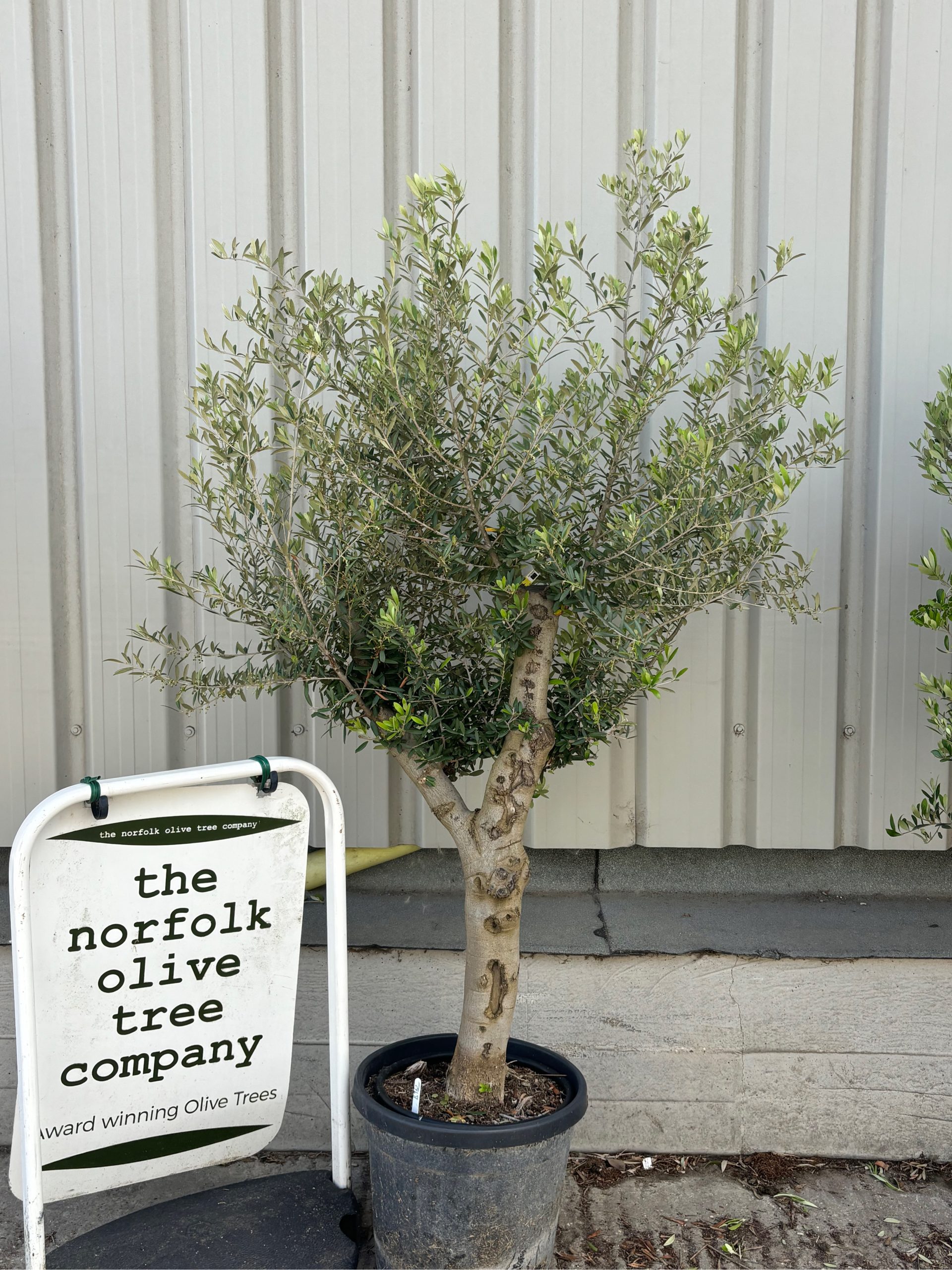 Arbequina olive tree. Free delivery. - The Norfolk Olive Tree Company