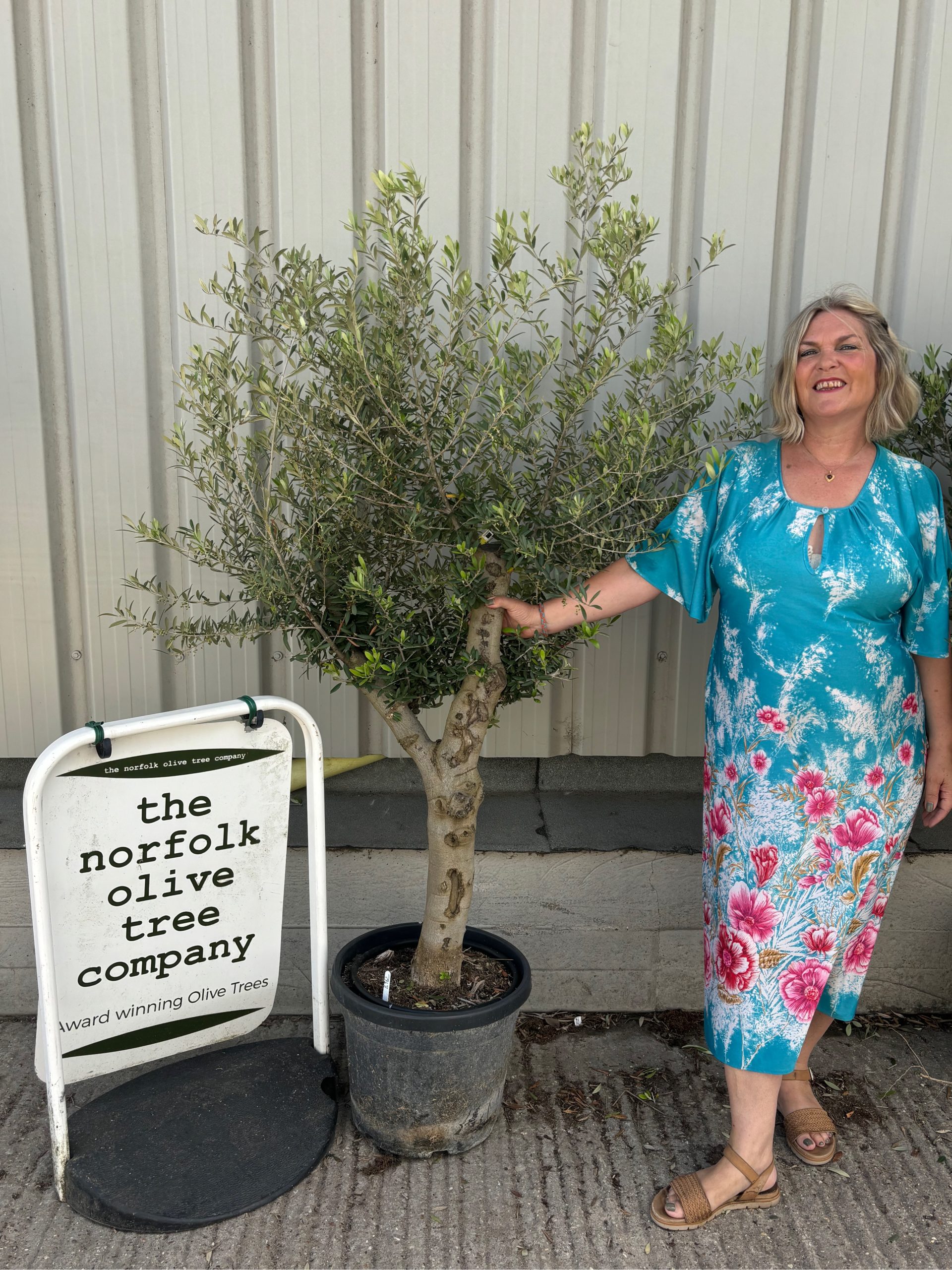 Arbequina olive tree. Free delivery. - The Norfolk Olive Tree Company