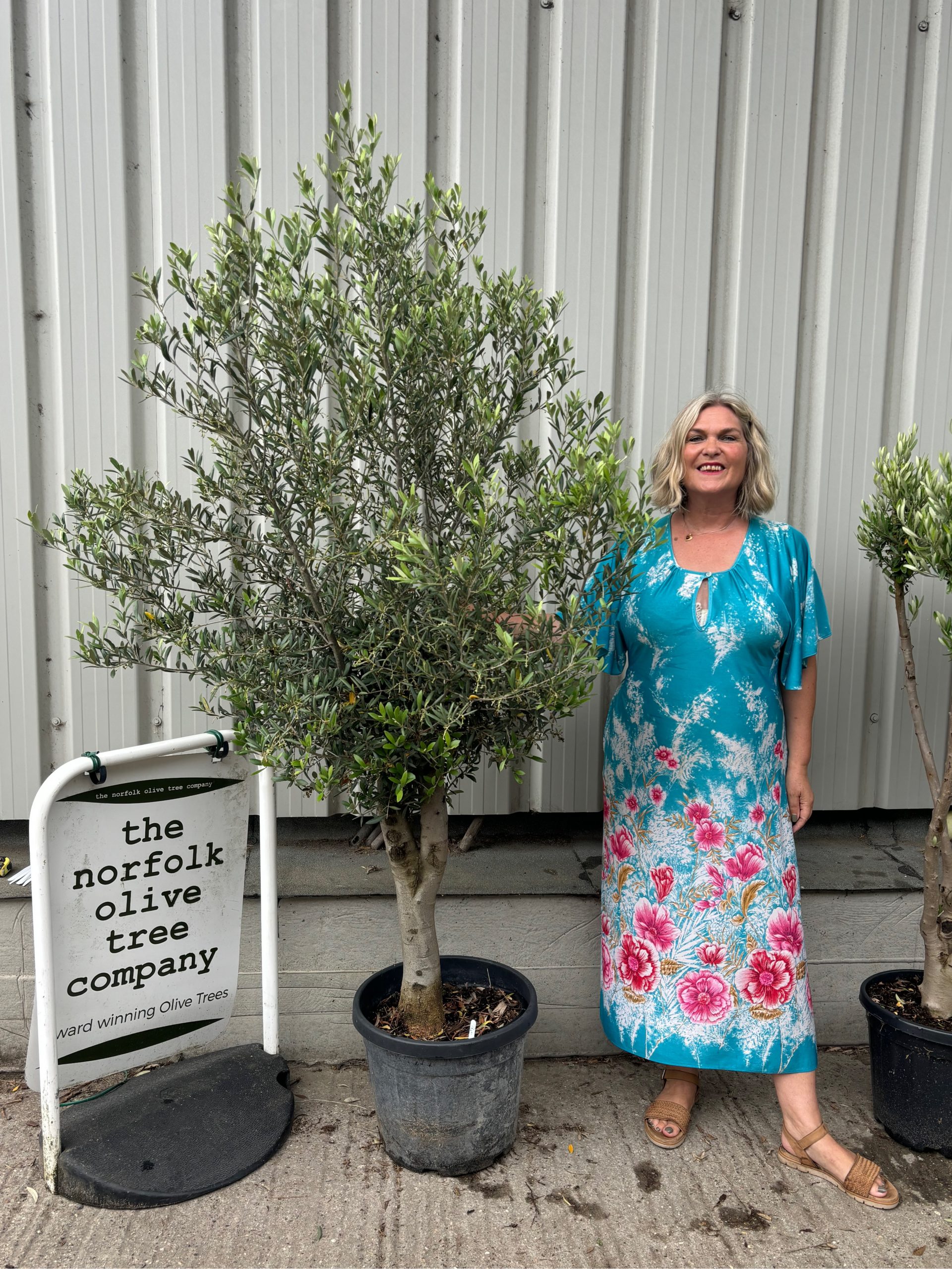 Arbequina Olive tree -delivery included. - The Norfolk Olive Tree Company