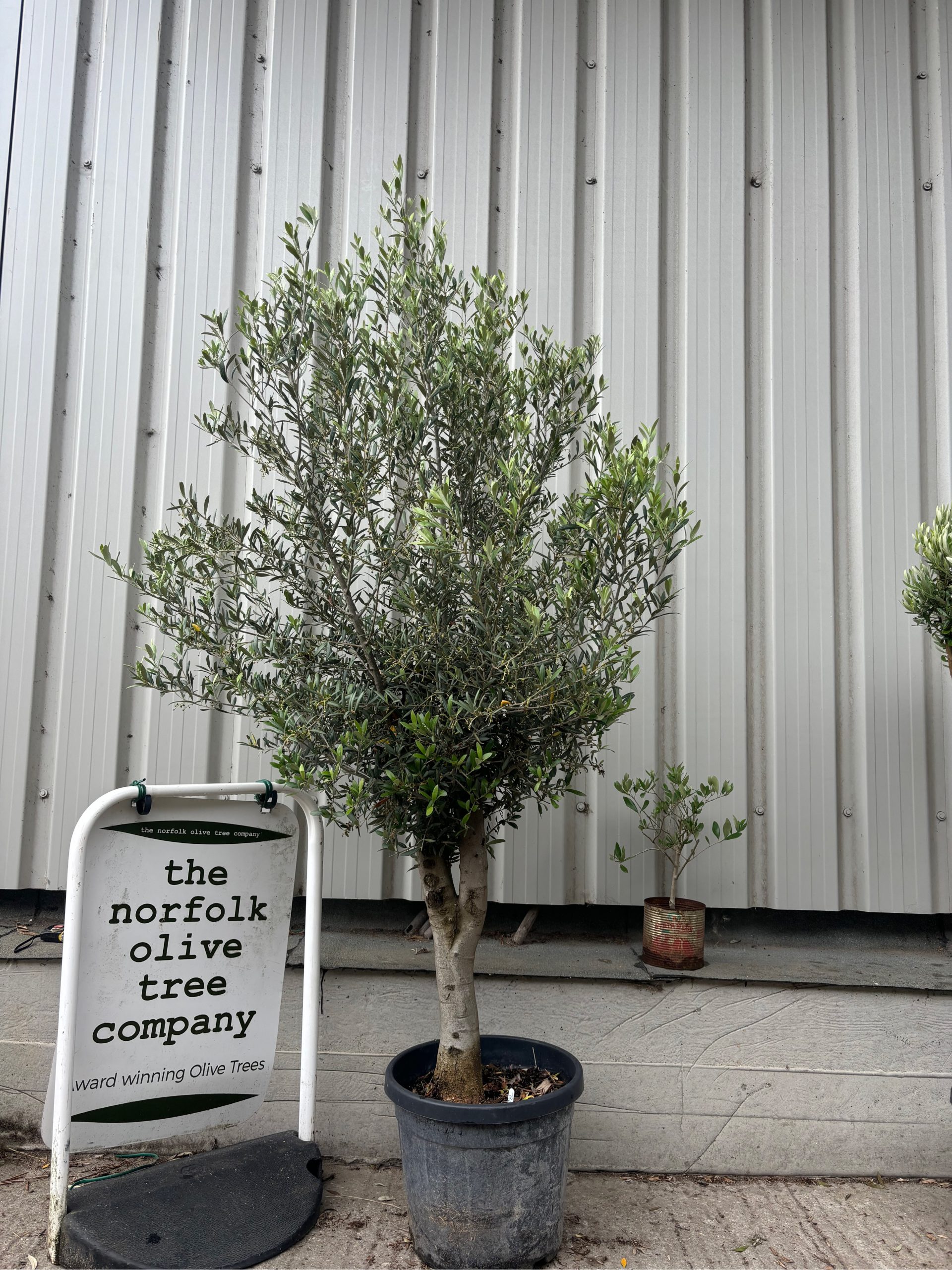 Arbequina Olive tree -delivery included. - The Norfolk Olive Tree Company